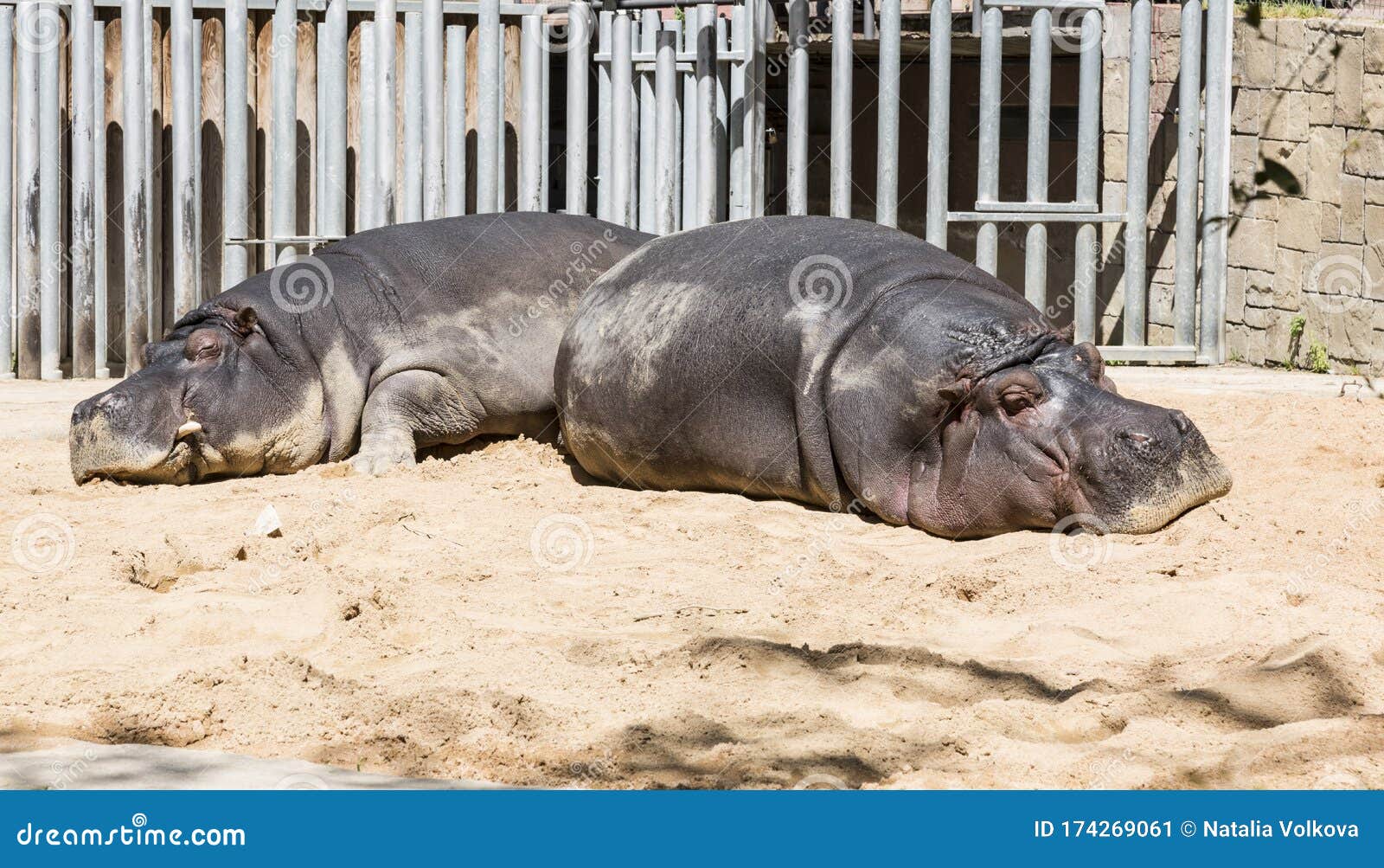 Two Sleeping Hippos in a Zoo Stock Image - Image of sand, animals ...