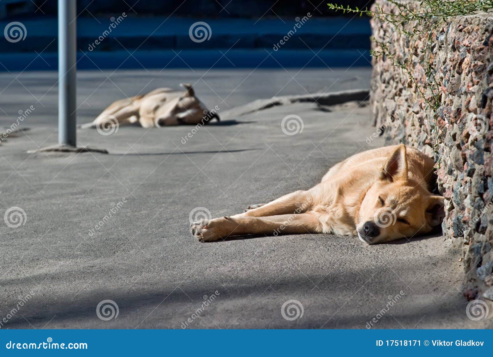 Homeless Dogs. Pets. Dogs Are Walking On The Street. The Dog Has Lost ...