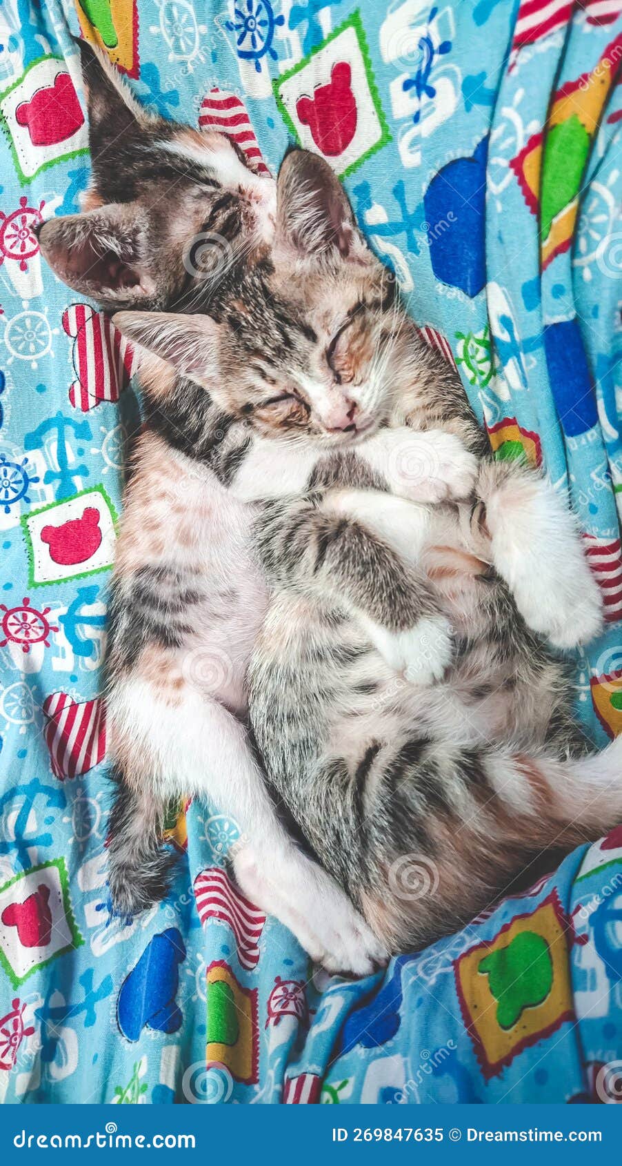 Two Sleeping Kittens Hugging Each Other Stock Image - Image of hugging, socute: 269847635