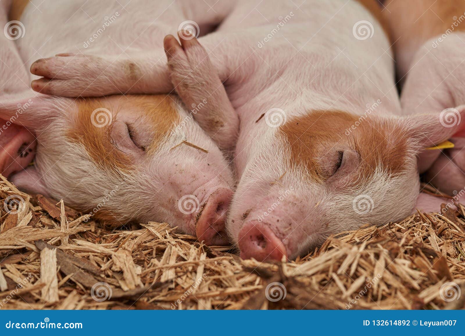 Two sleeping pigs stock photo. Image of domestic, animal - 132614892