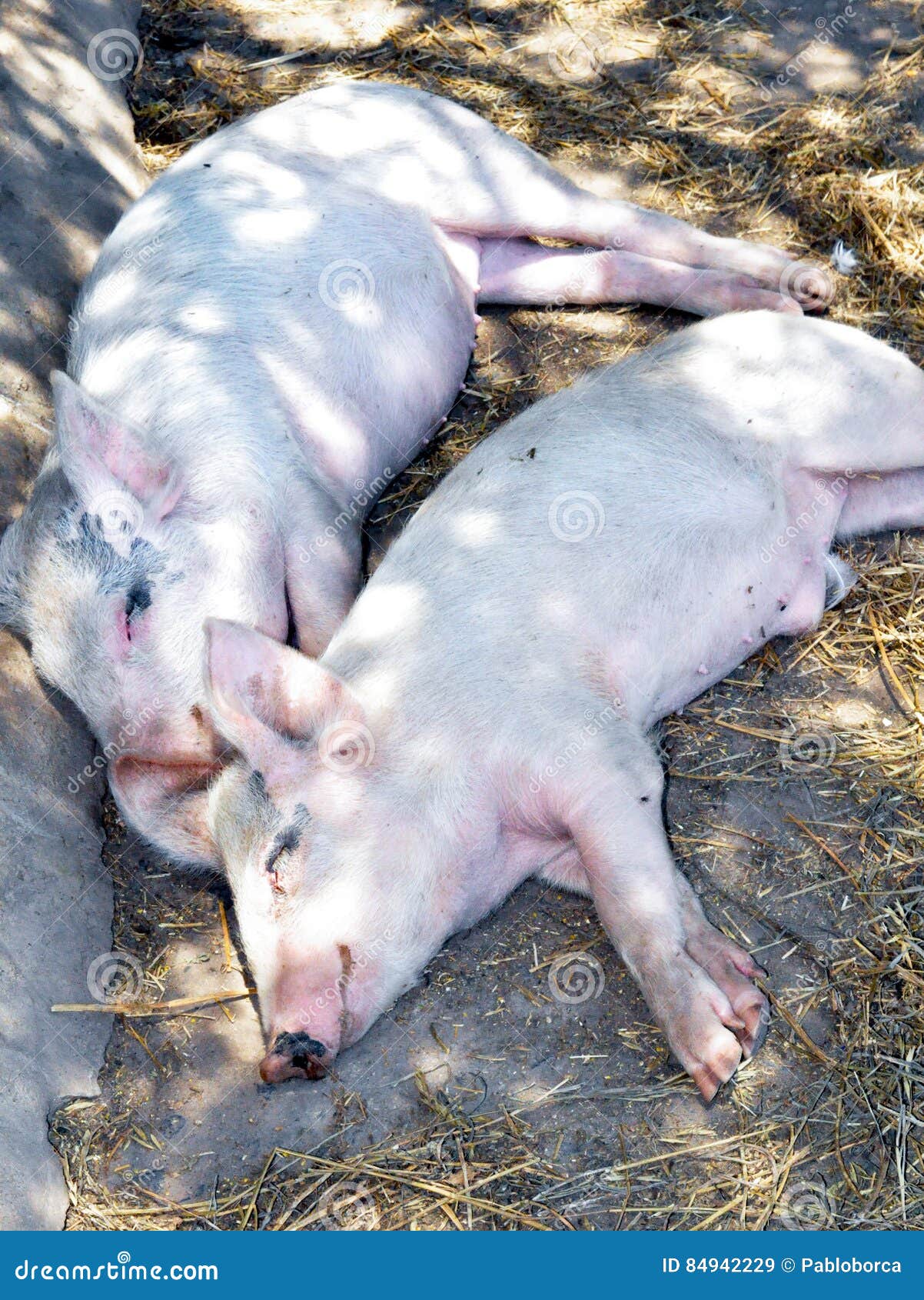 Two sleeping pigs stock image. Image of tired, farm, relax - 84942229