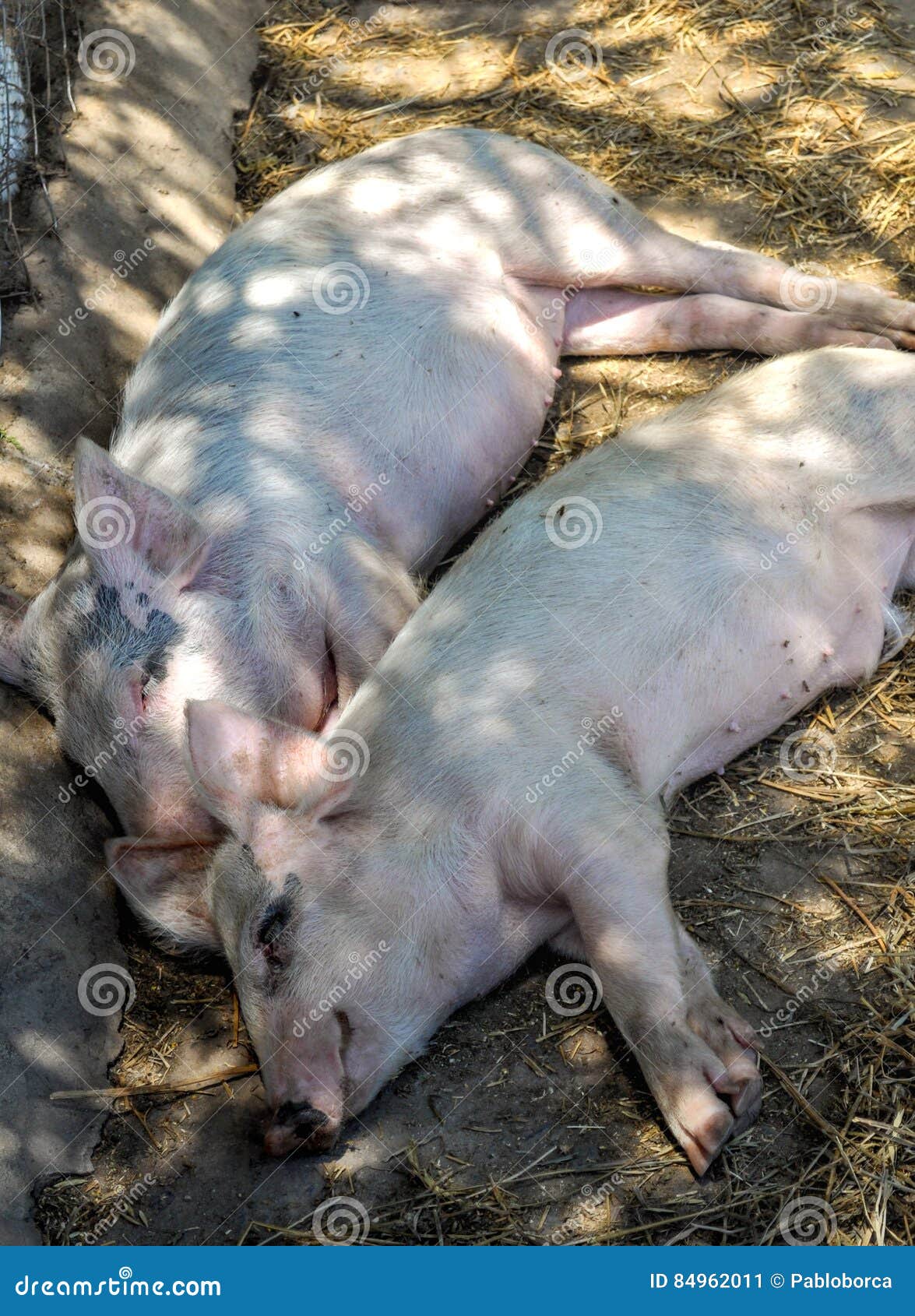 Two sleeping pigs stock image. Image of tired, pigs, animals - 84962011
