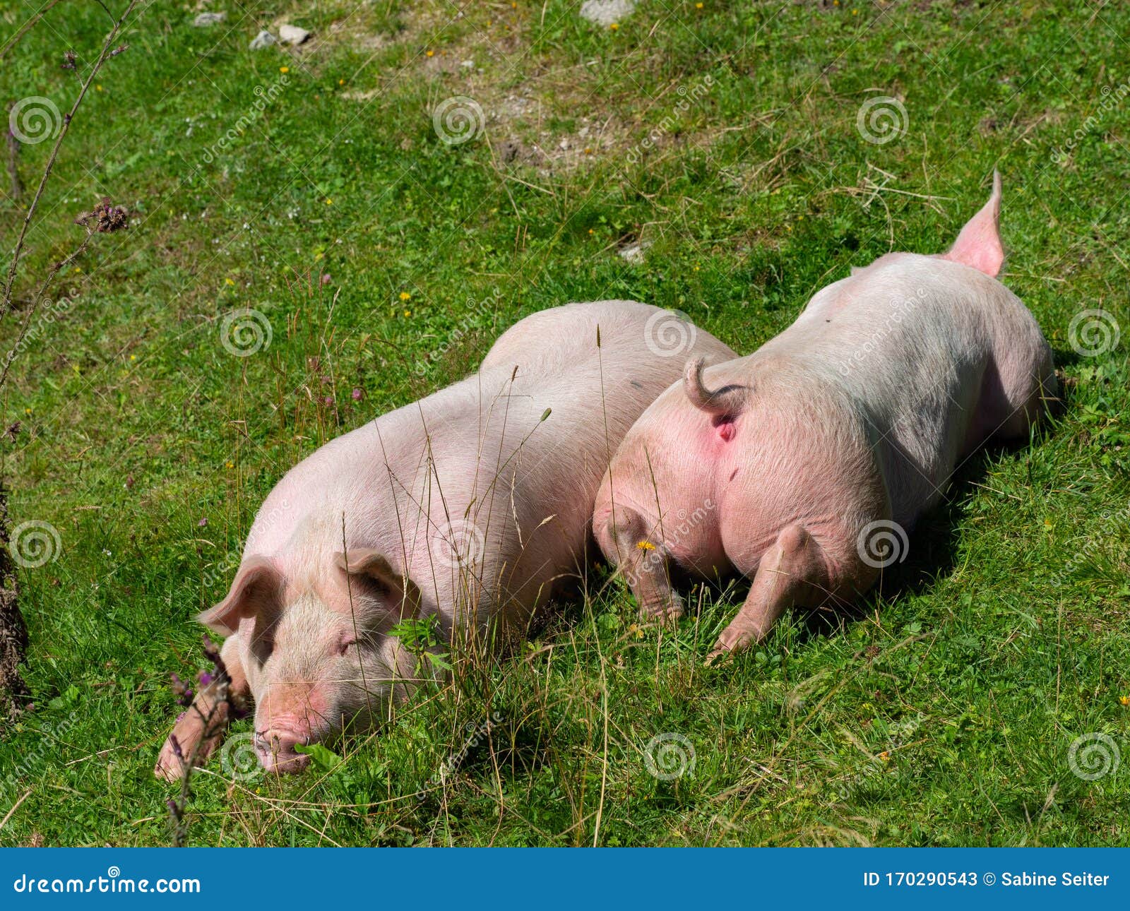 Two Pigs on a Mountain Pasture Stock Image - Image of landscape, hoofed ...