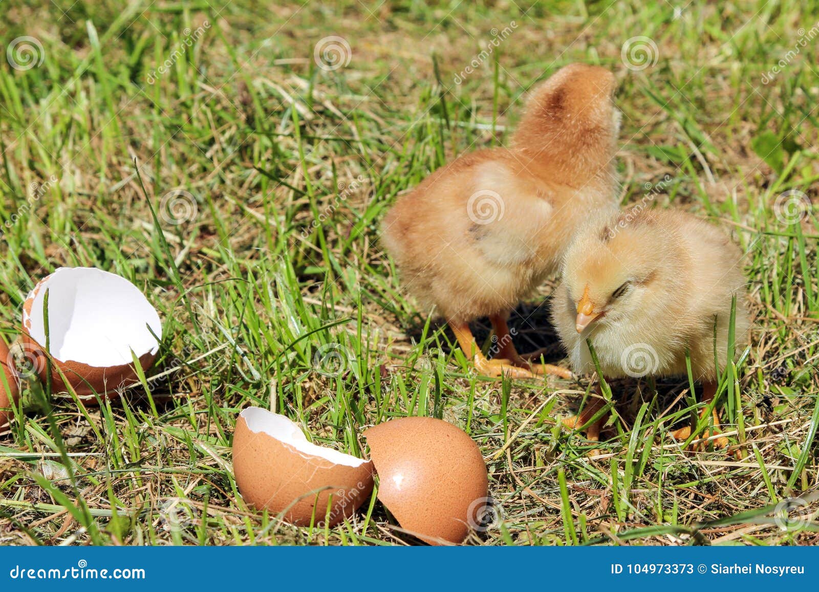 Two Sleeping Young Chicks, View Back and Side. Stock Image - Image of ...