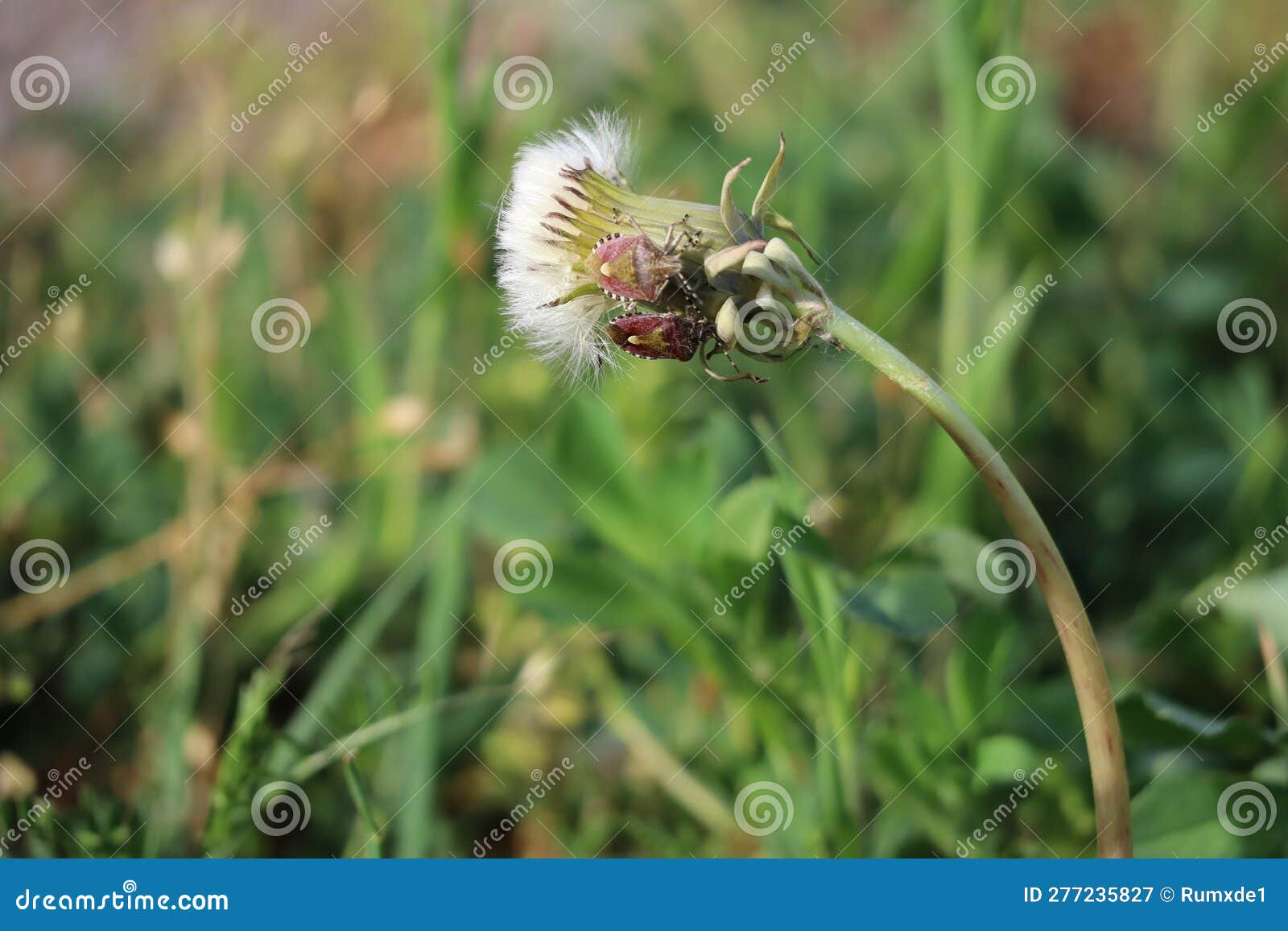 Sloe bug on Dandelion stock image. Image of insect, wildflower - 277235827