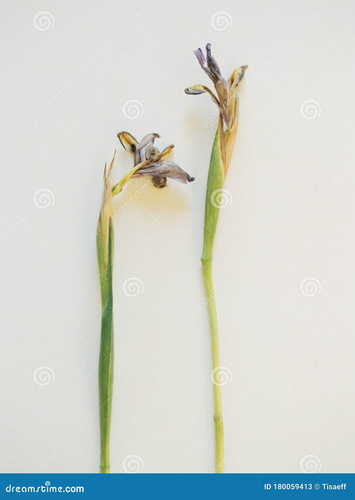 A pair of wilted irises stock image. Image of flatlay - 180059413