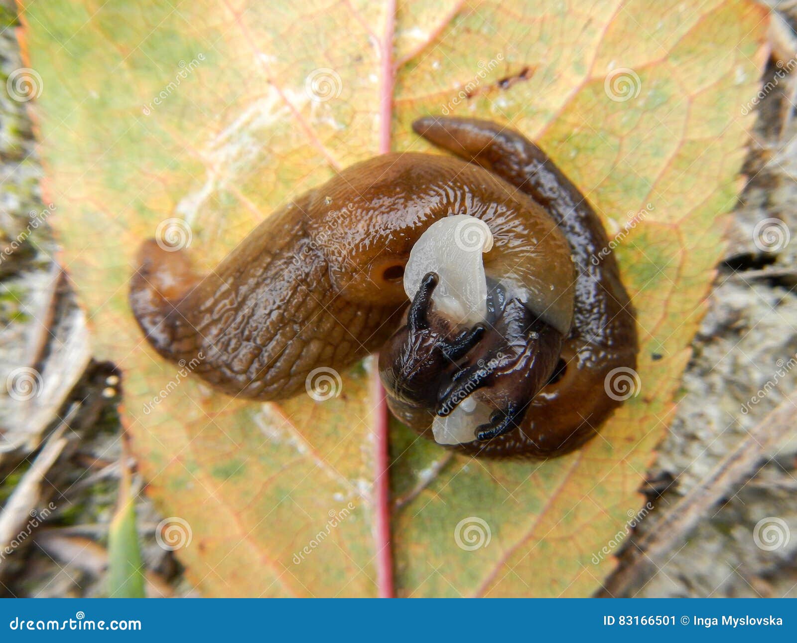 Disgusting Slug On Mushrooms. Harmless To Humans, Dangerous To ...