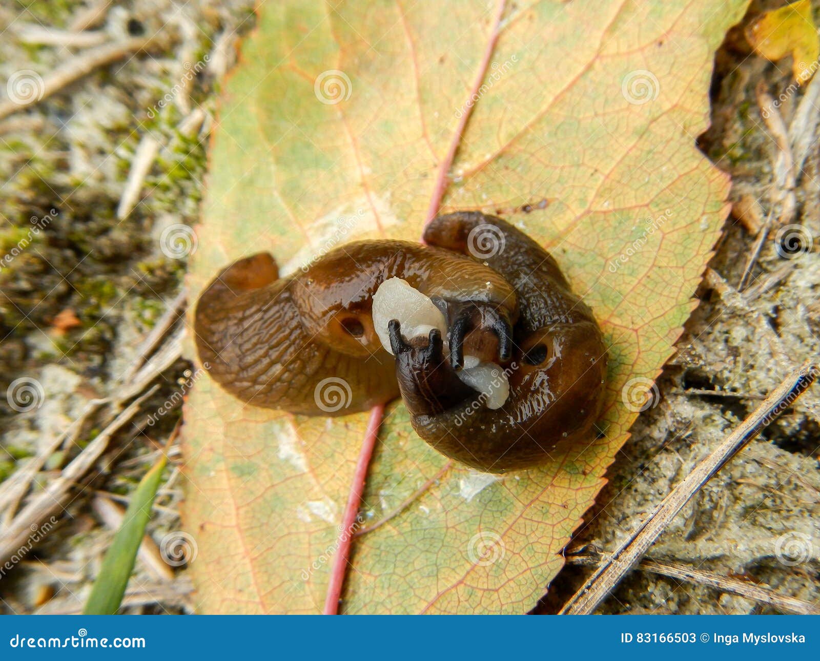 Two slug on leaf stock image. Image of mate, creepy, antenna - 83166503