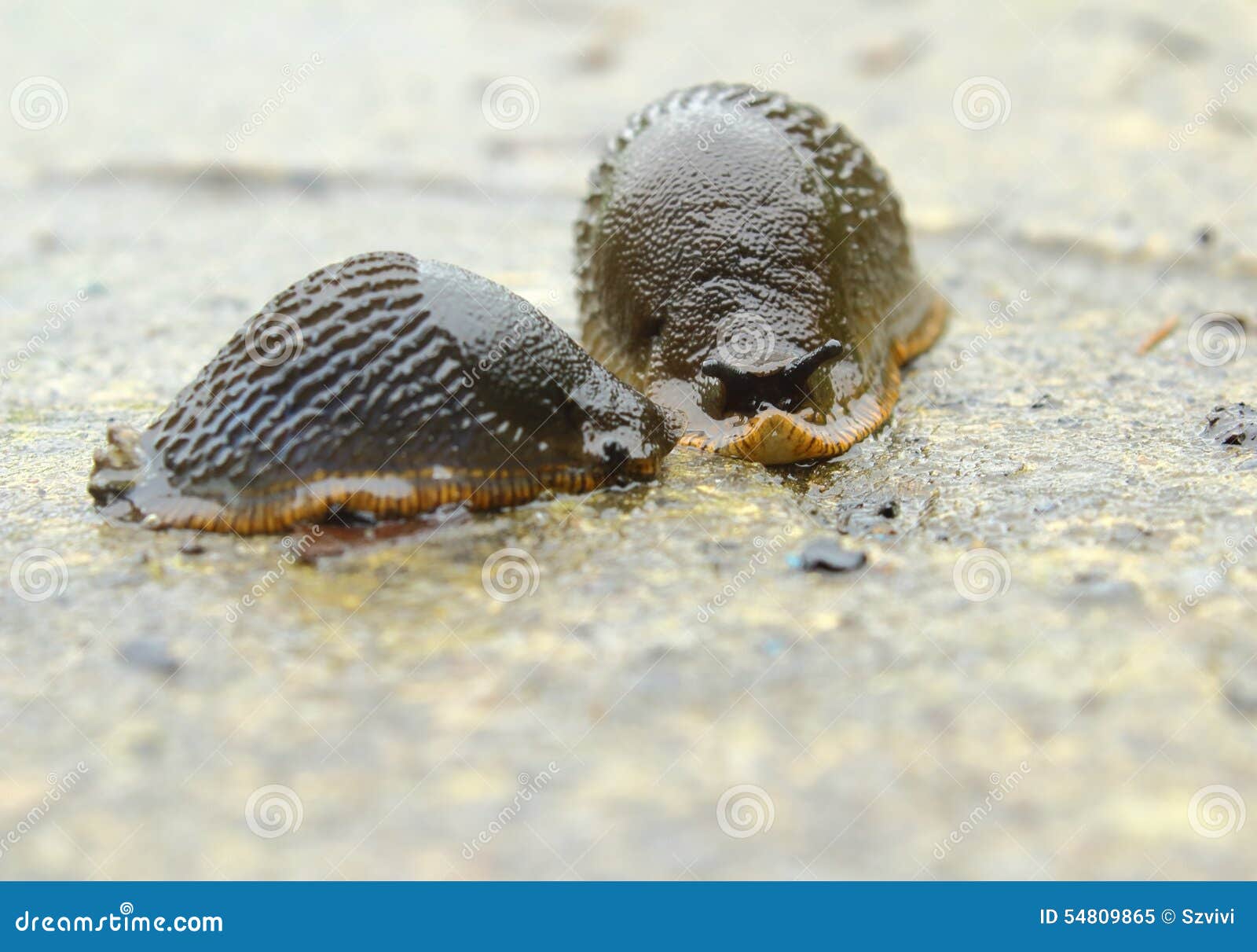 Two slugs on the ground stock image. Image of ground - 54809865
