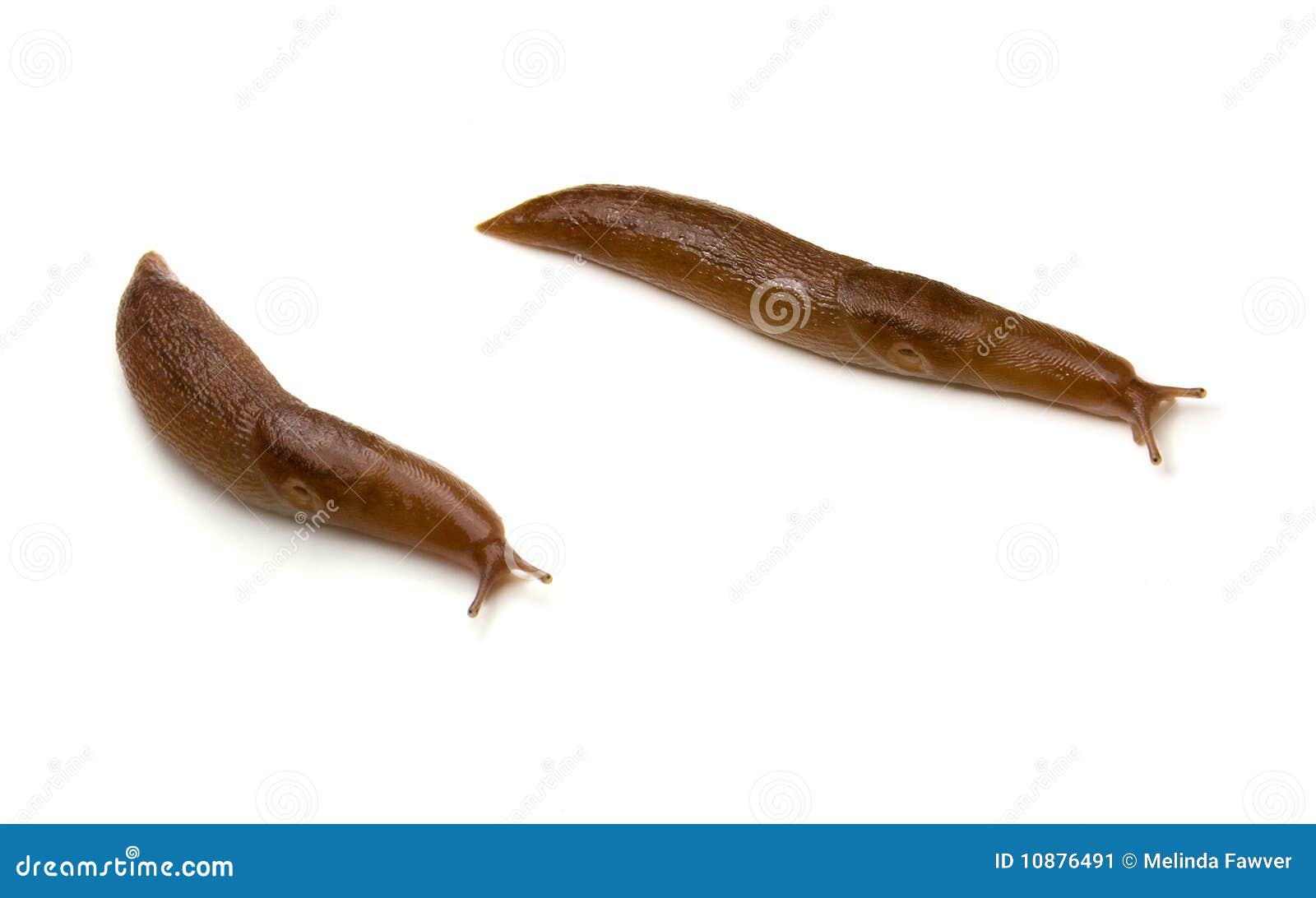 Two Slugs Isolated stock image. Image of mollusc, white - 10876491