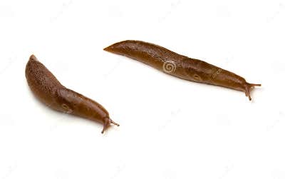 Two Slugs Isolated stock image. Image of mollusc, white - 10876491