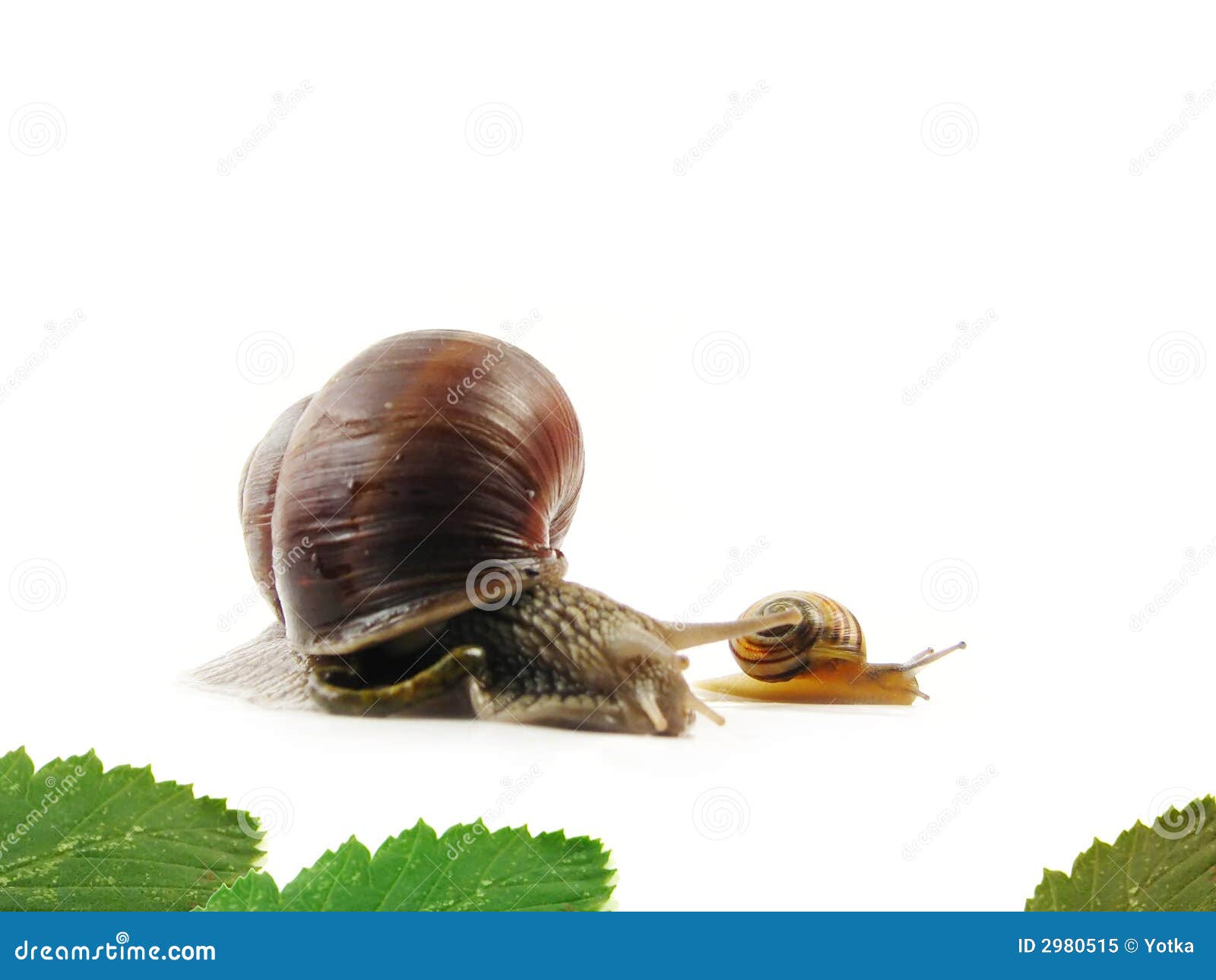 Two Slugs and Leafs on White Stock Image - Image of animals, group: 2980515