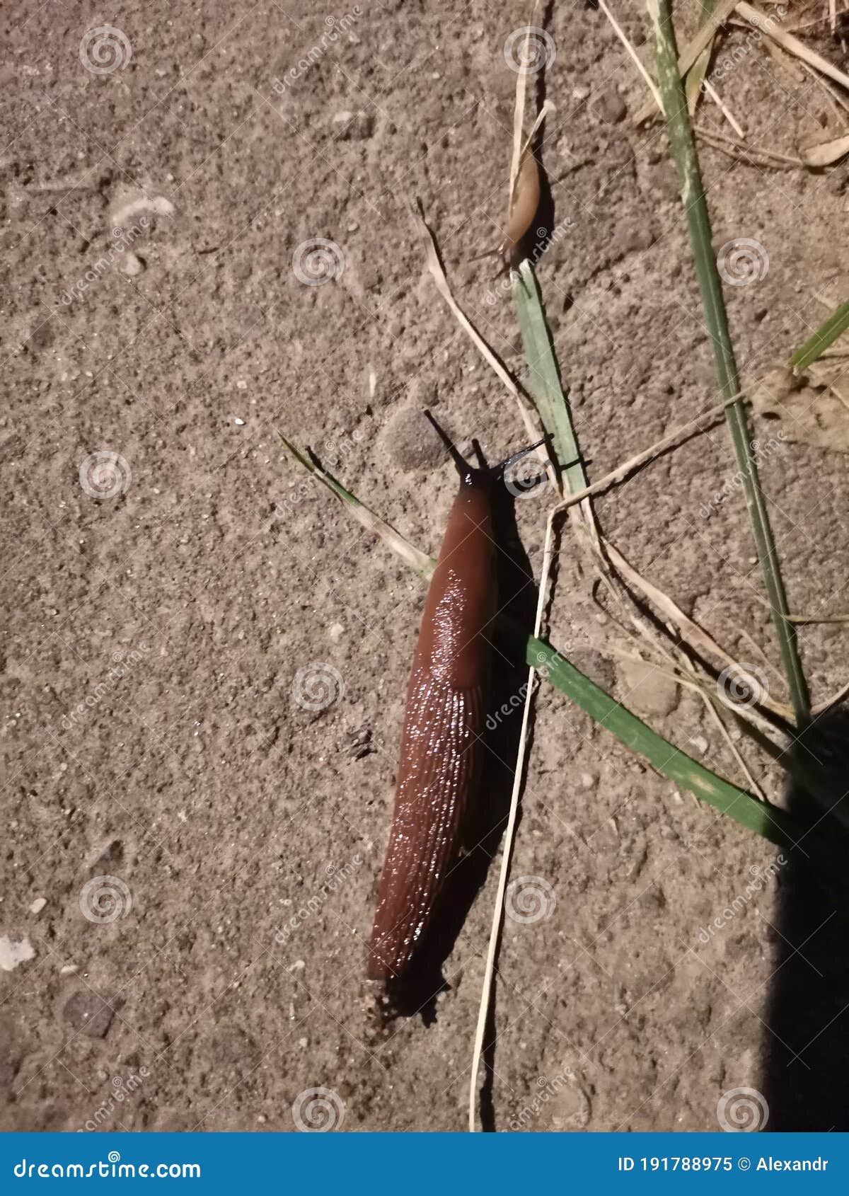 Slug stock image. Image of plant, sand, slug, leaf, branch - 191788975
