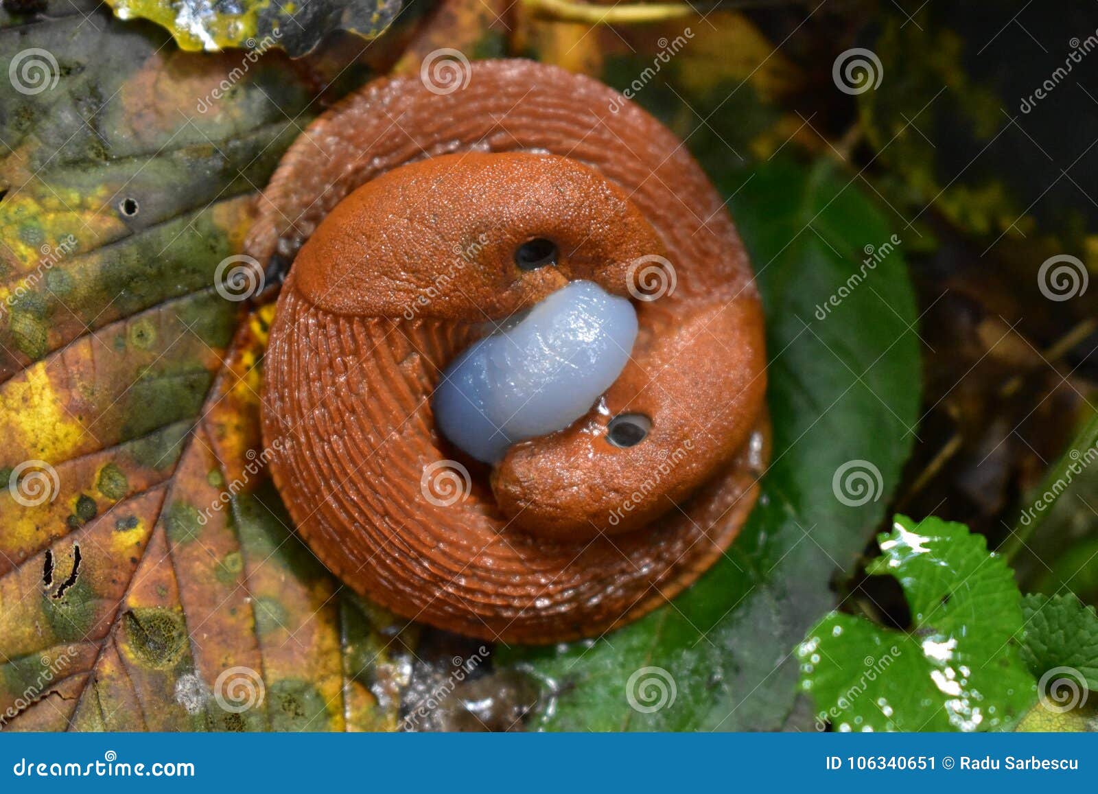 Two slugs and one egg stock image. Image of slugs, leaf - 106340651