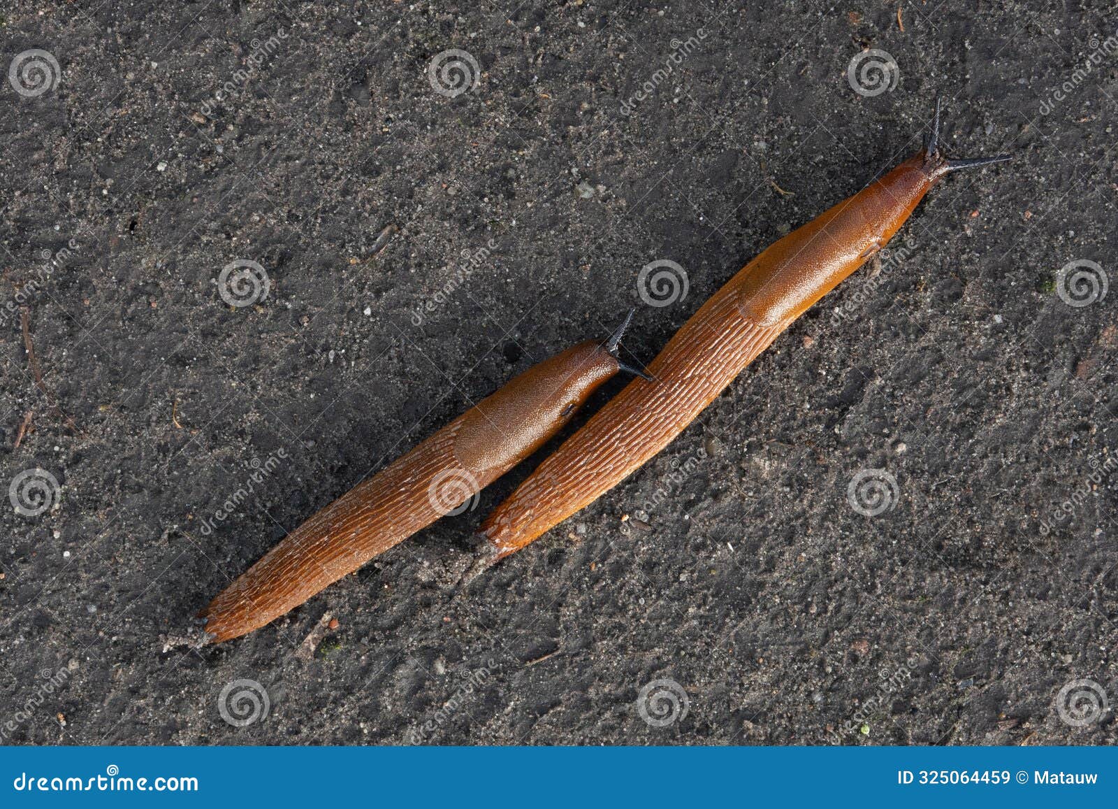 Two slugs side by side stock image. Image of slime, racing - 325064459