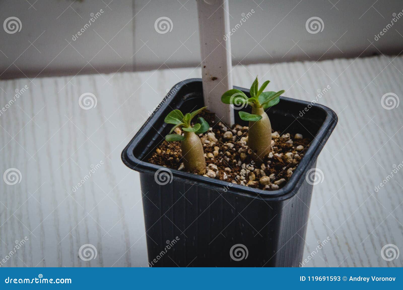 Two Small Adenium Plants in the Pot Stock Image - Image of blossom ...