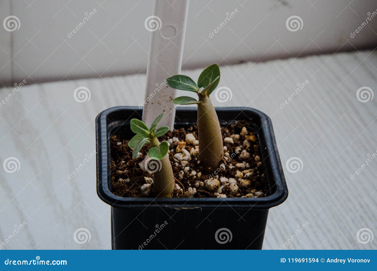 Two Small Adenium Plants in Pot Stock Photo - Image of gardening, color ...