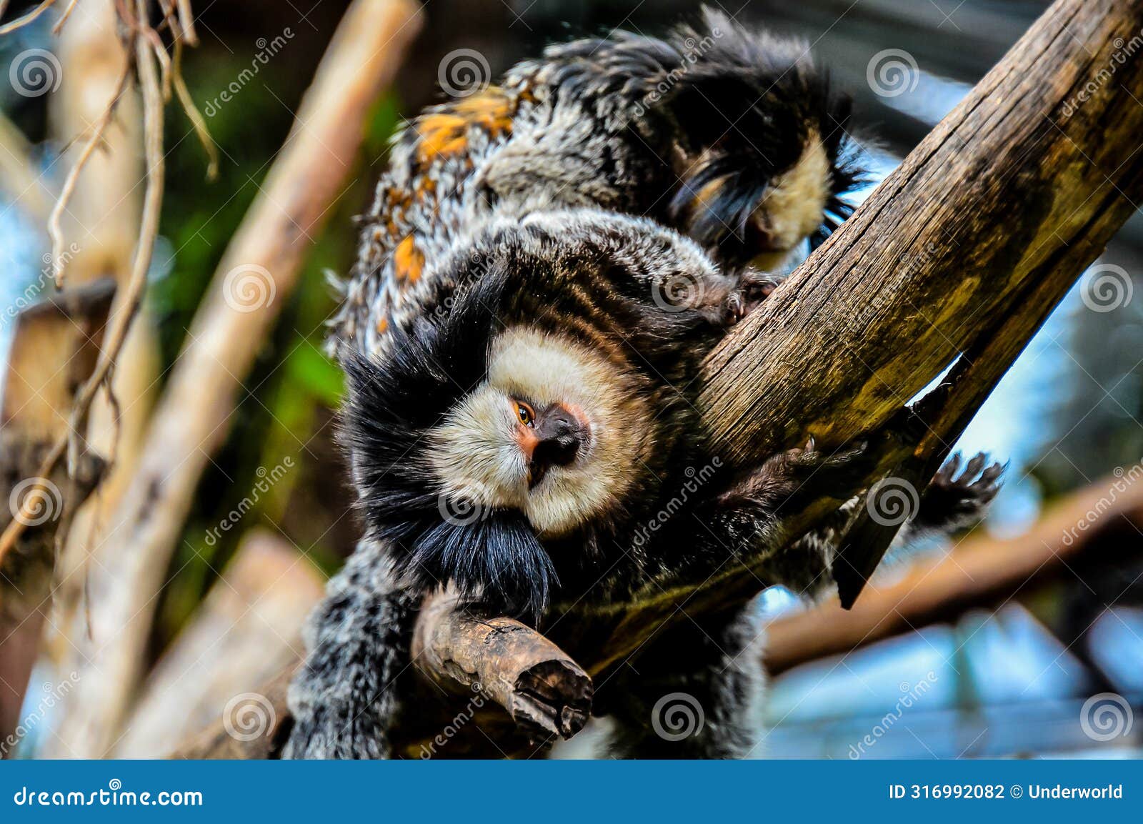 Two Small Animals are Sitting on a Tree Branch Stock Photo - Image of ...