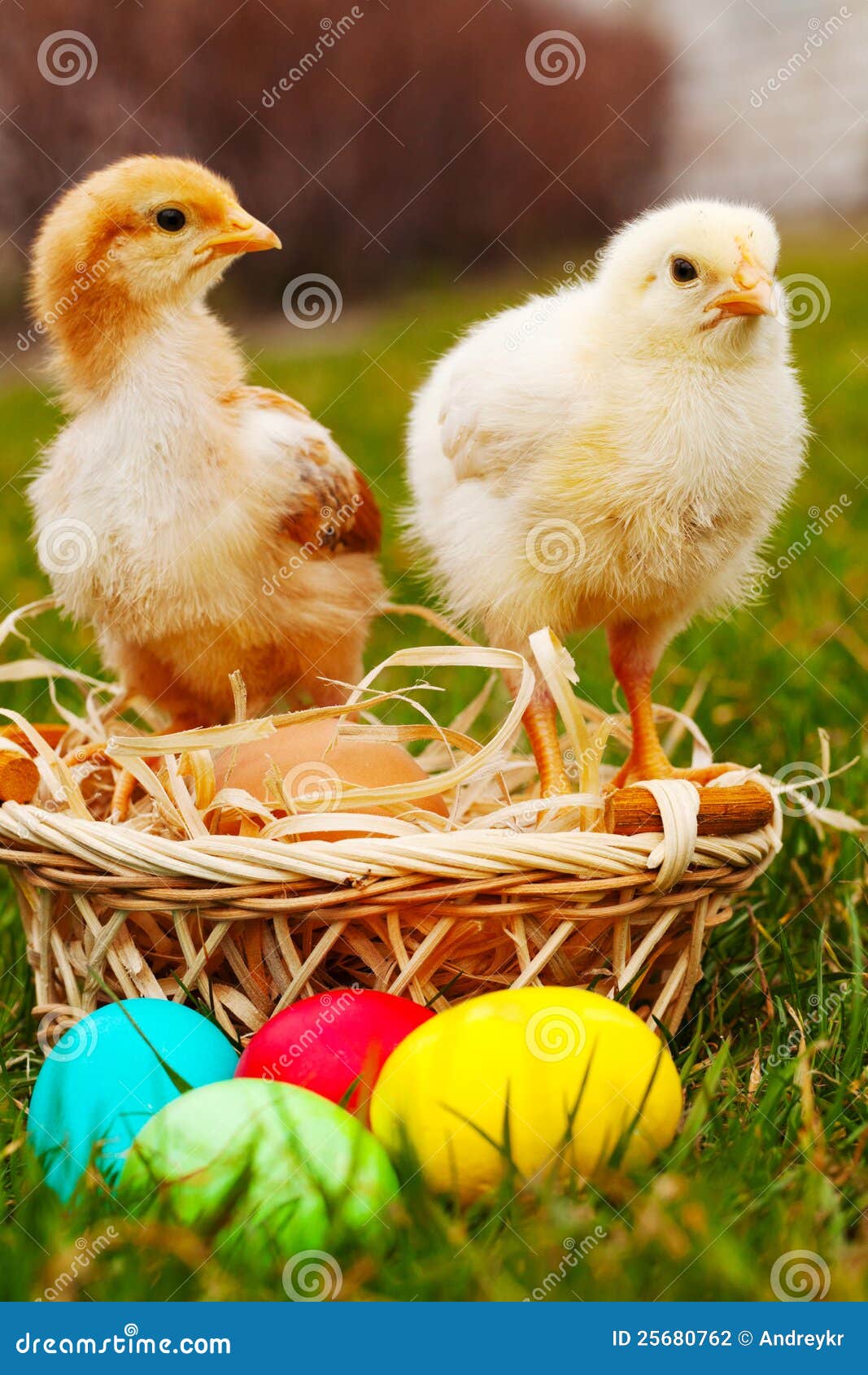 Two Small Baby Chickens with Colorful Easter Eggs Stock Photo - Image ...