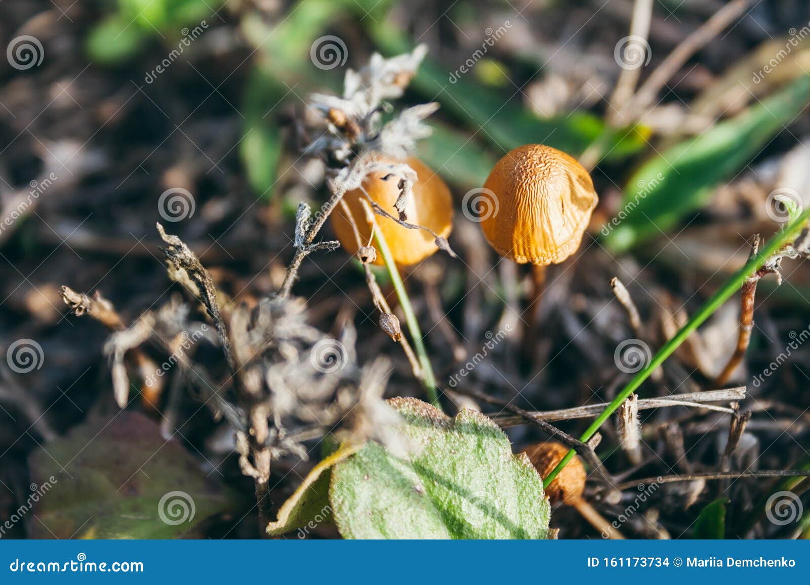 Two Small Beautiful Fairytale Orange Toadstools among Dried Plants ...