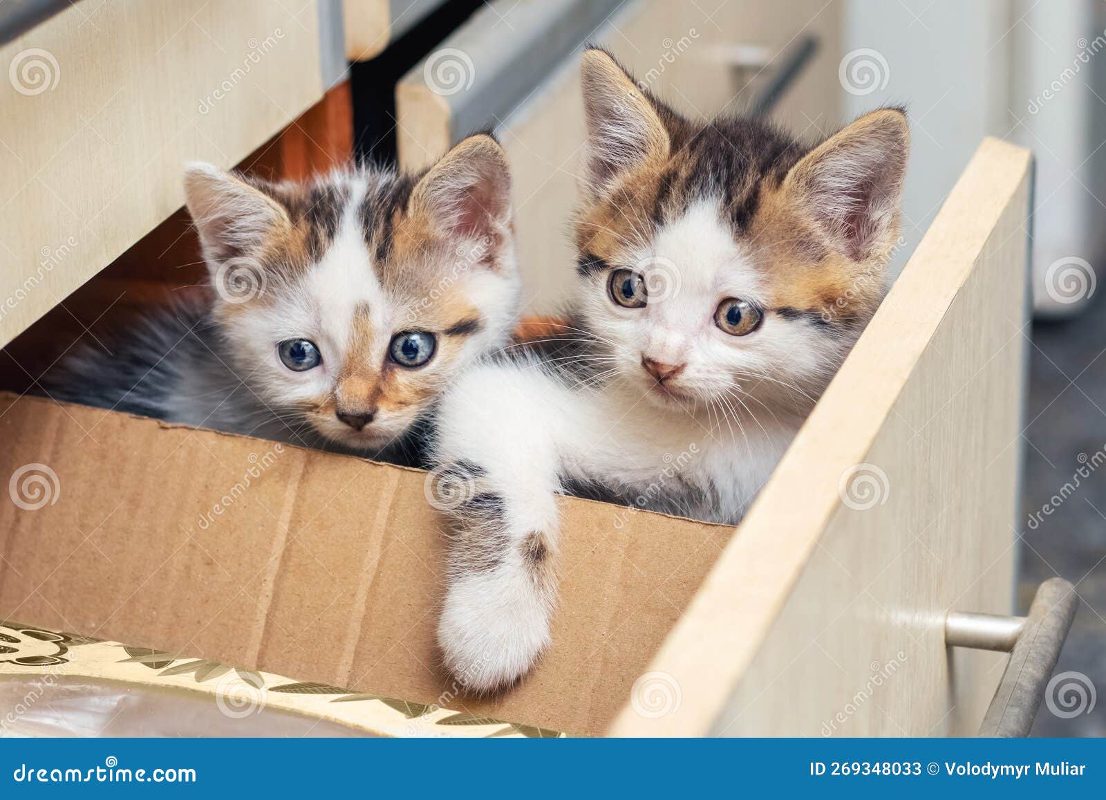 Two Small Beautiful Kittens are Sitting in the Kitchen in a Box ...