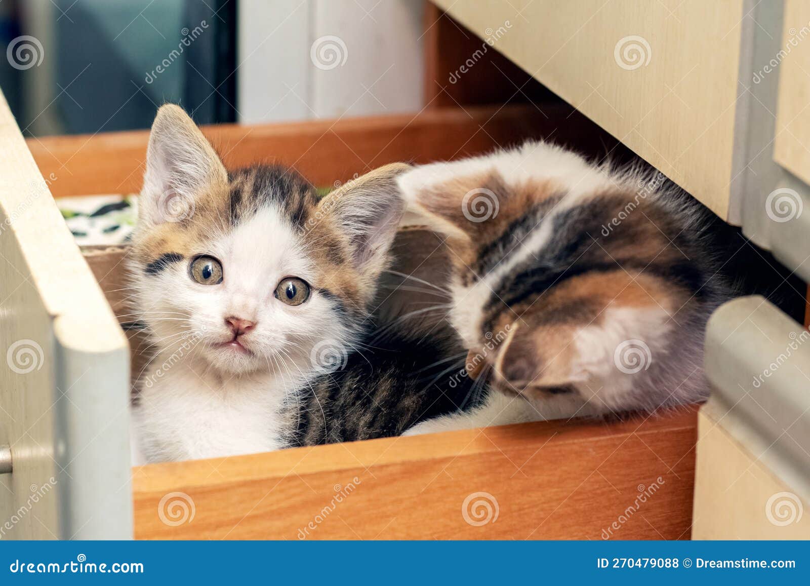 Two Small Beautiful Kittens are Sitting in the Kitchen in a Box ...