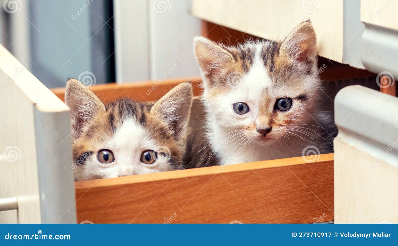 Two Small Beautiful Kittens are Sitting in the Kitchen in a Box ...