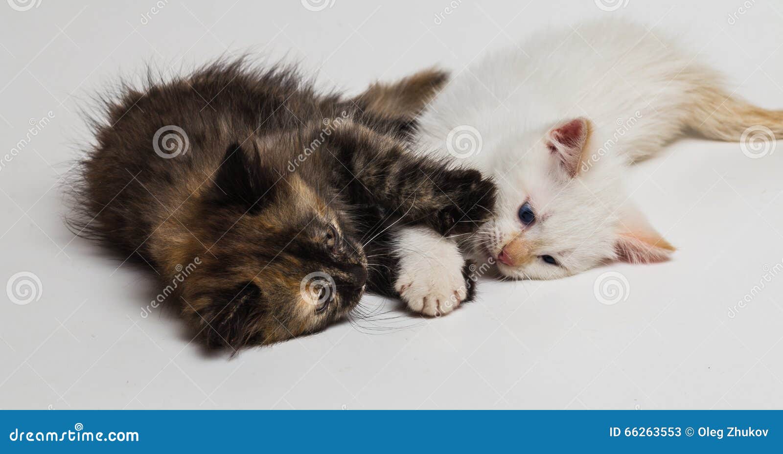 Two Small Beautiful Kittens Stock Image - Image of feline, coat: 66263553