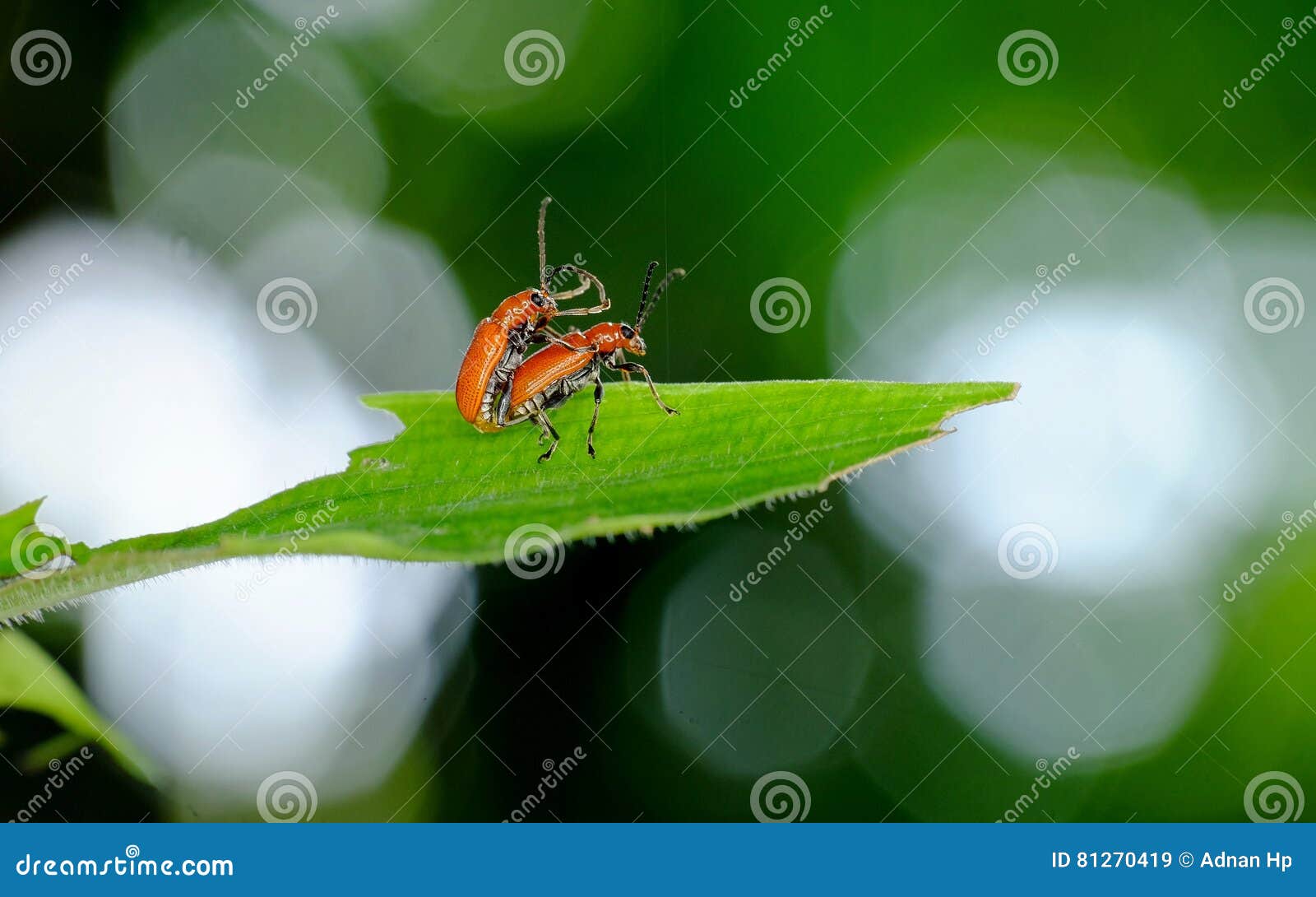 Small Beetles Stock Photography | CartoonDealer.com #190398668