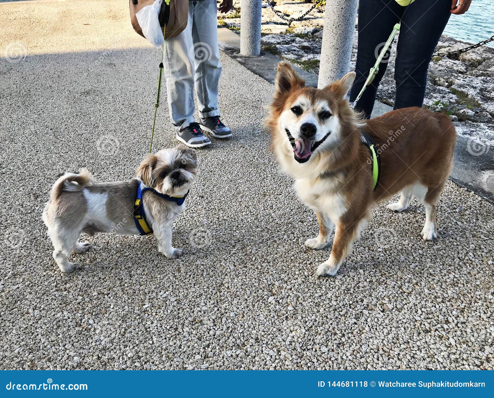 Two small bicolor dog. stock photo. Image of friend - 144681118