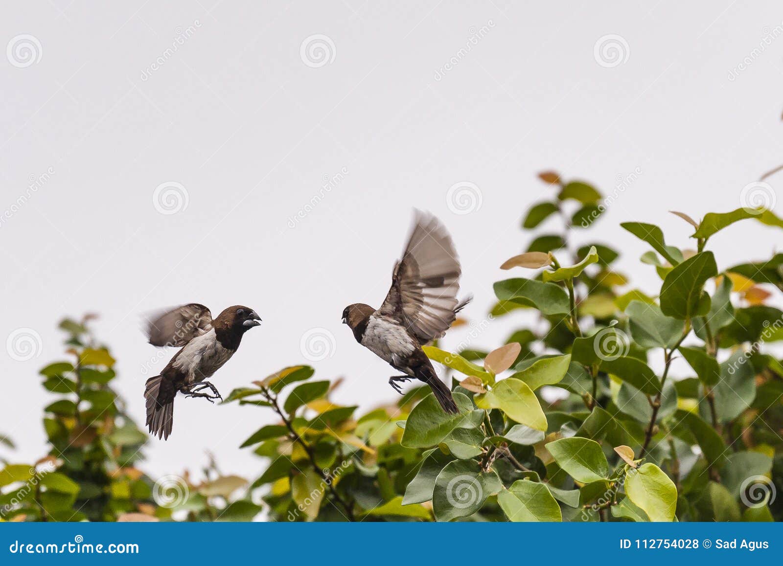 Two small birds stock photo. Image of nature, tree, indonesia - 112754028