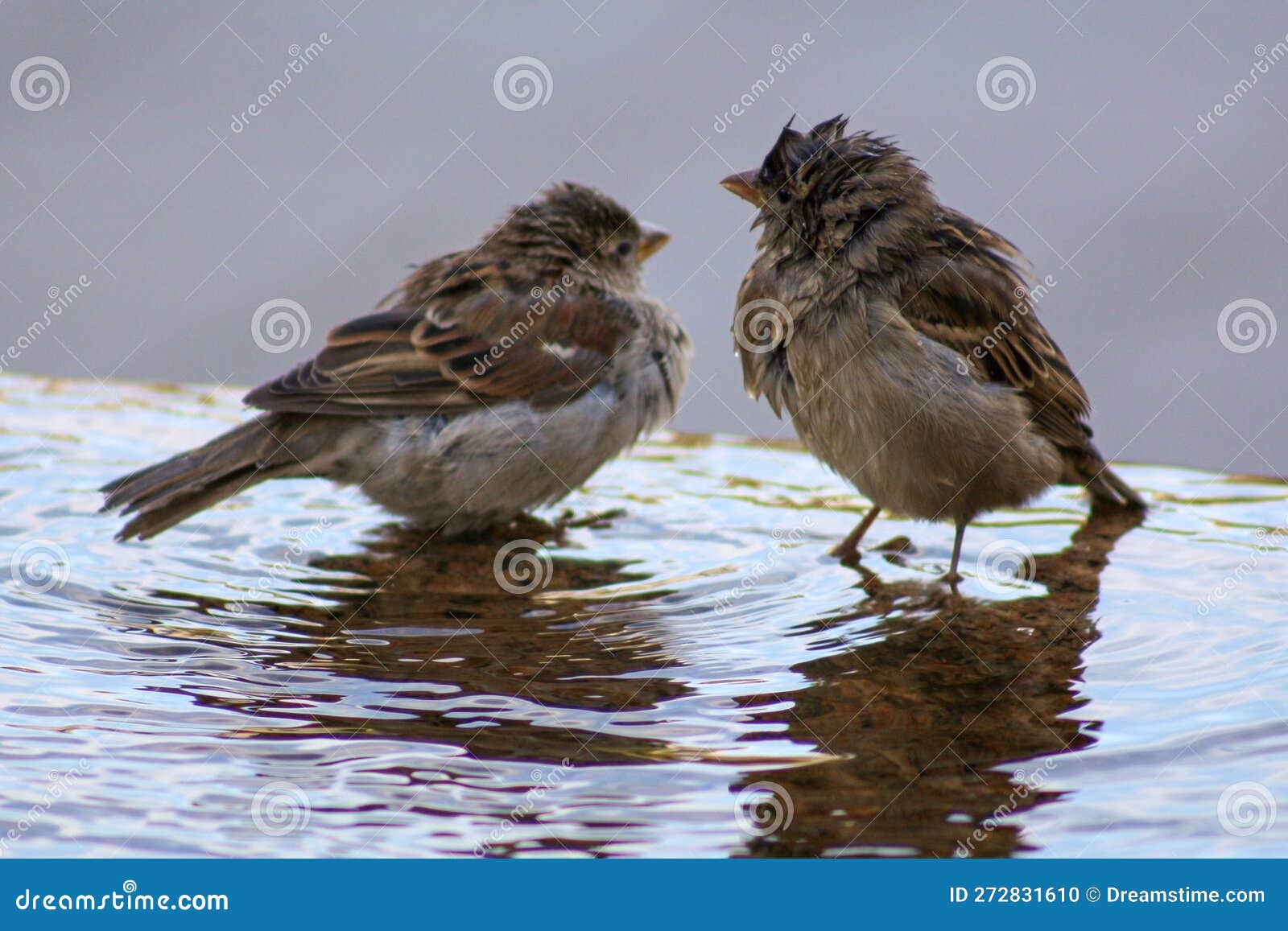 Two Small Birds Taking a Bath in the Shallow Water Next To Each Other ...