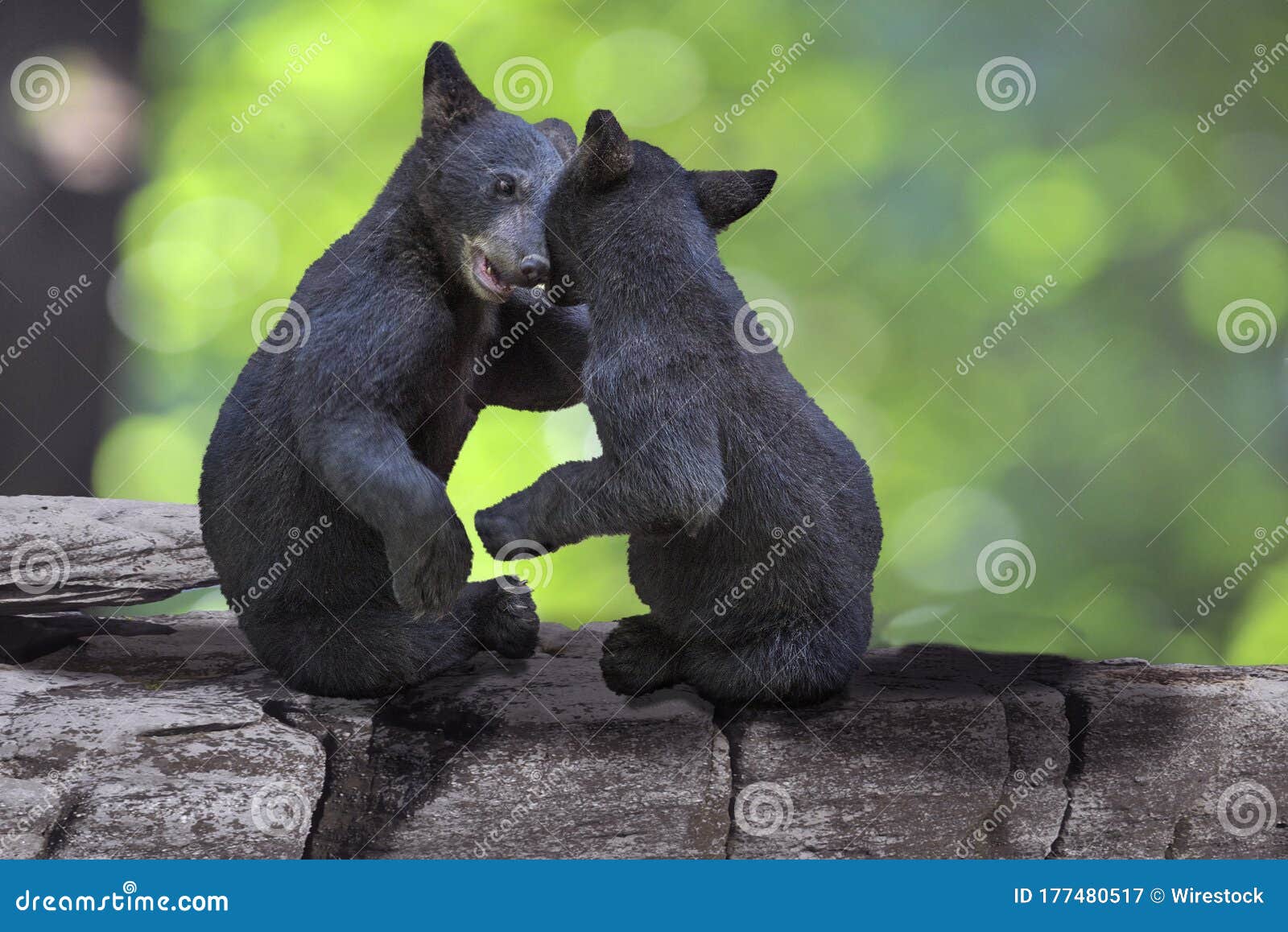 Two Small Black Bears Playing Together and Sitting on a Tree Branch ...