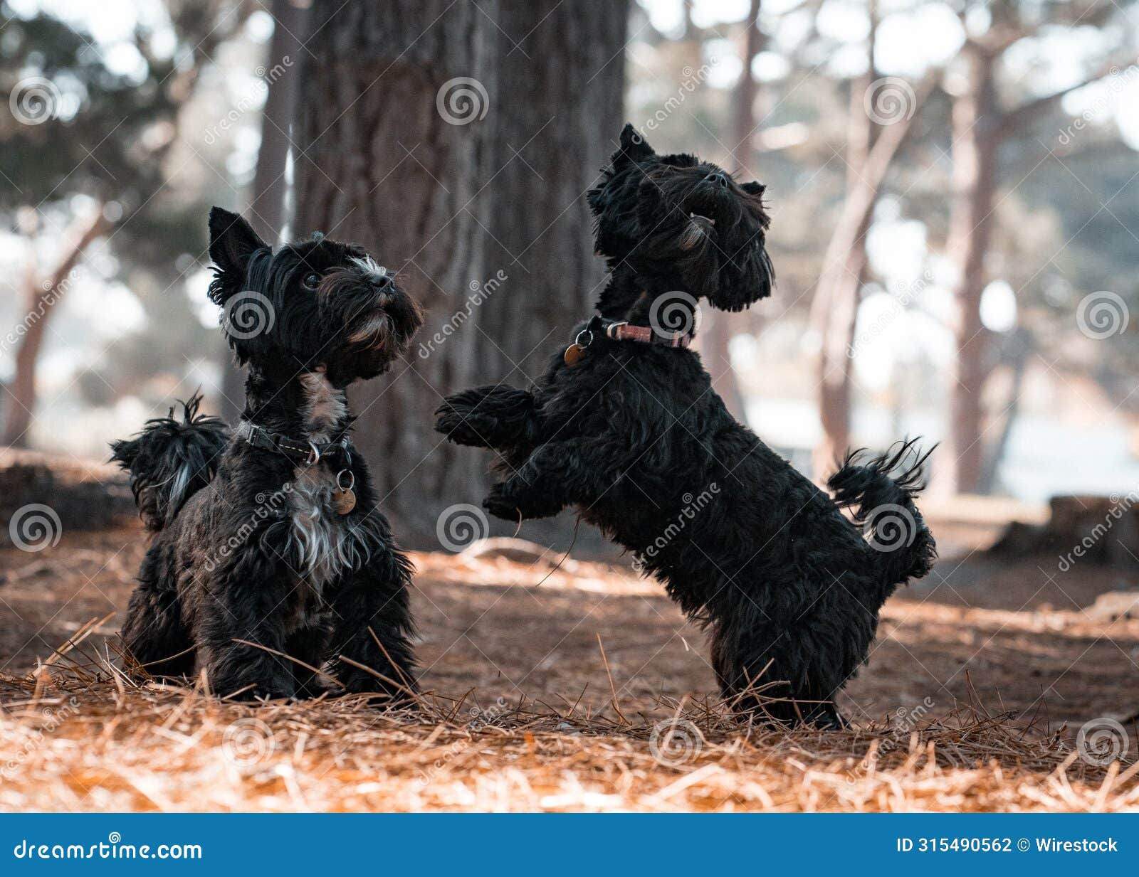 Two Small Black Dogs Standing Upright in a Woodland Setting. Stock ...