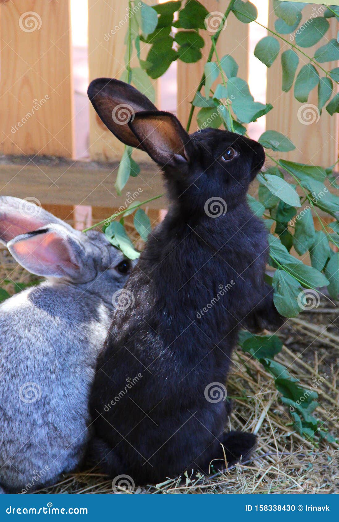 Two Small Black and Gray Rabbit Eating Leaf. Photo Stock Photo - Image ...