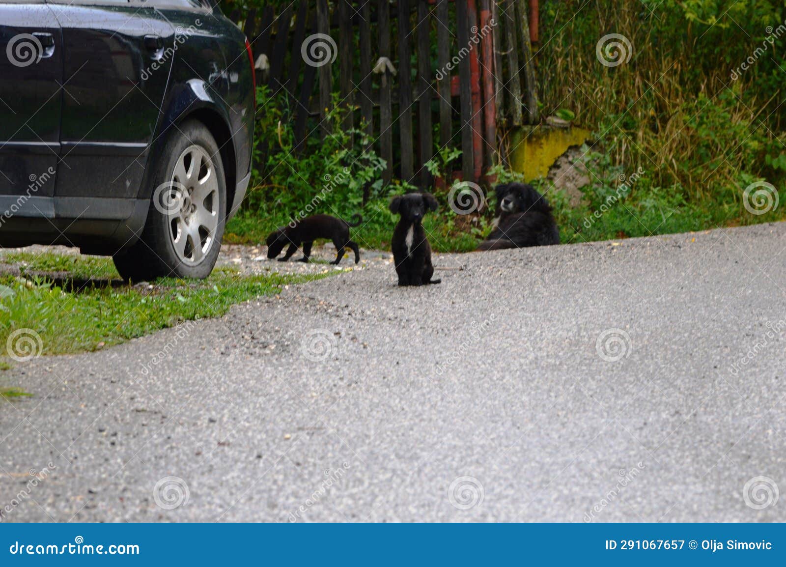 Two Small Black Puppies on the Street and Kerusha Stock Image - Image ...