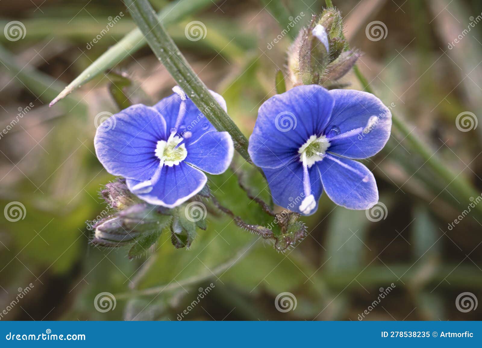 Two Small Blue Forget-me-not Flowers on Light Green Blurred Background ...
