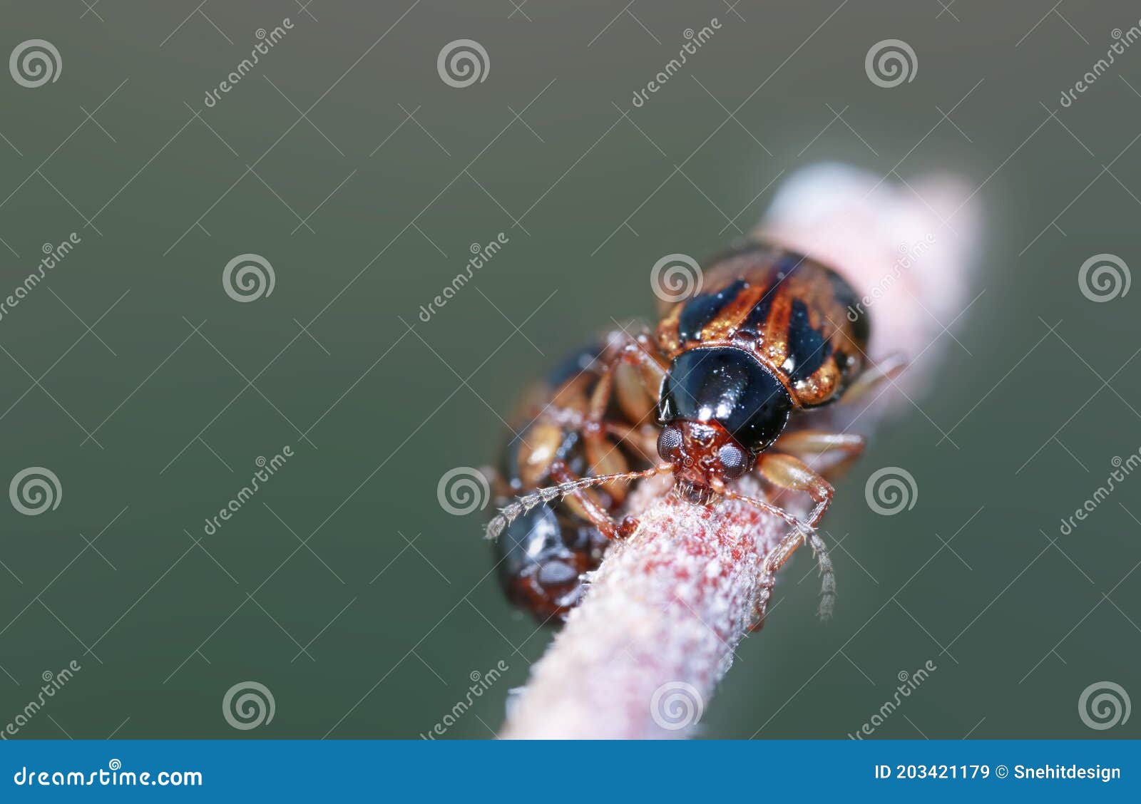 Two Small Bugs on a Plant Shot with 2x Magnification Lens. Stock Image ...