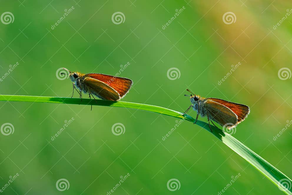 Two small butterflys stock image. Image of nectar, closeup - 17298515