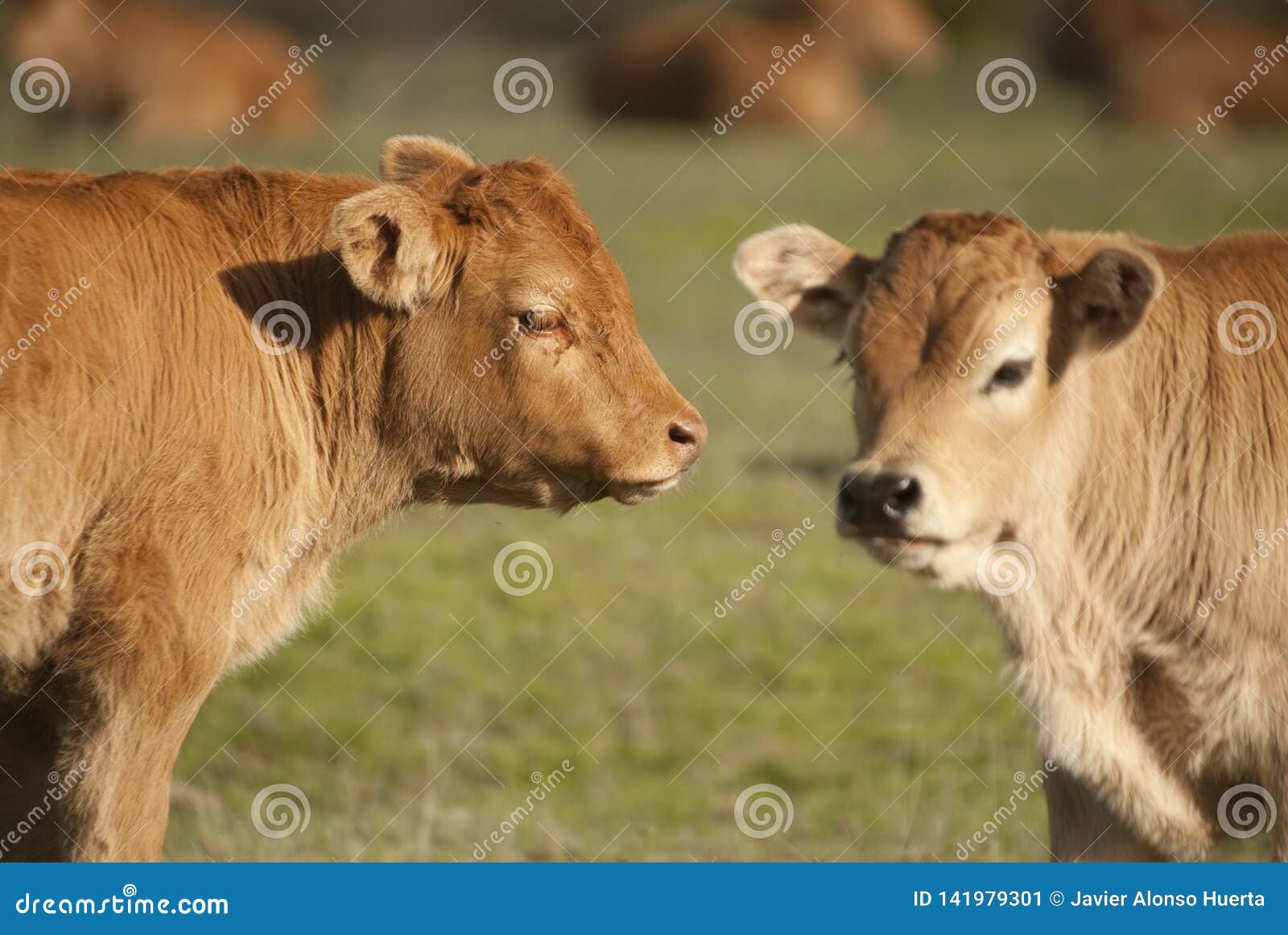 Two Small Calves in a Green Meadow Stock Image - Image of little ...