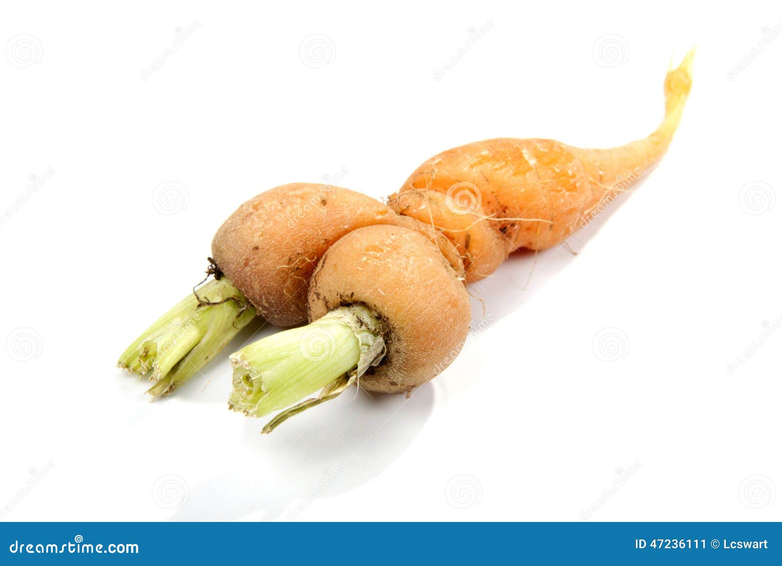 Two Small Carrots with Intertwined Orange Roots Stock Image - Image of ...
