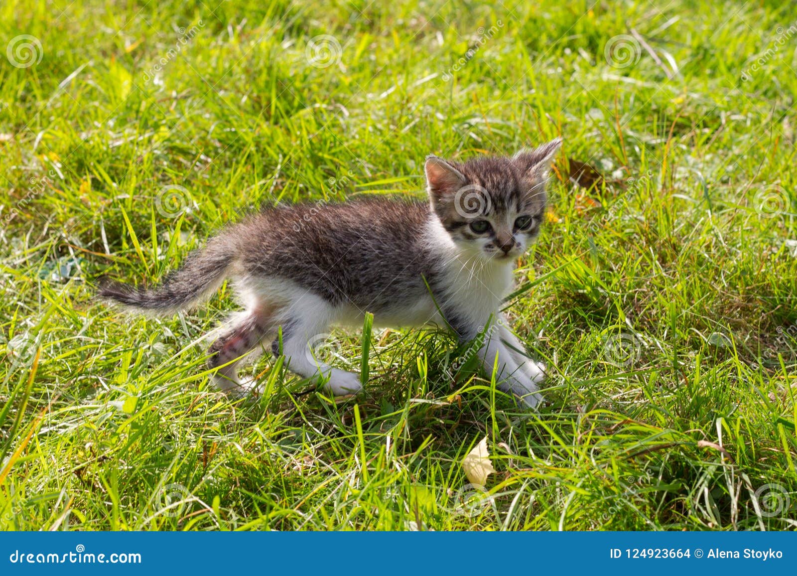 Cute Kitten Playing in the Garden Stock Photo - Image of lawn ...