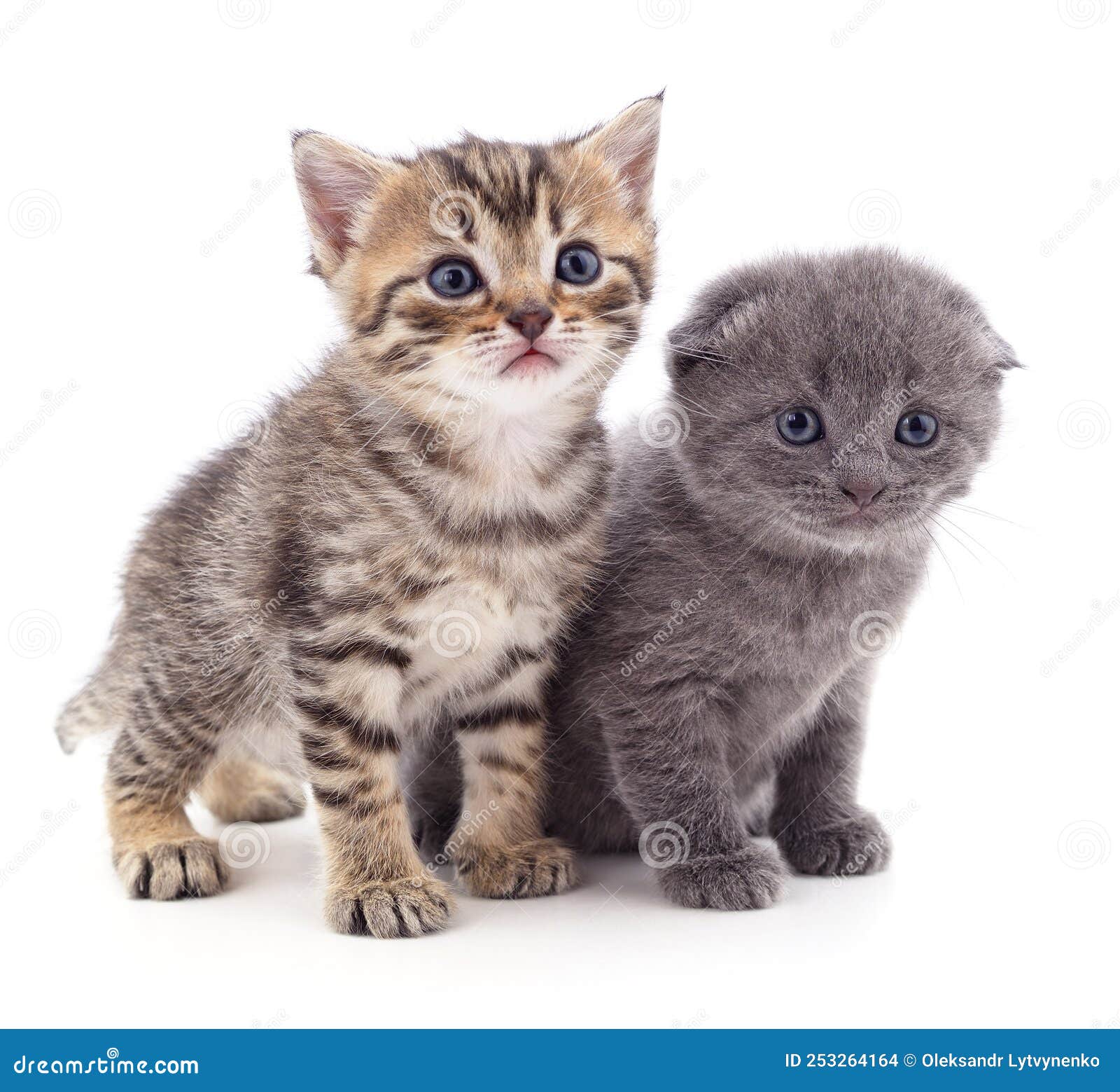 Two small cats stock photo. Image of mammals, curiosity - 253264164