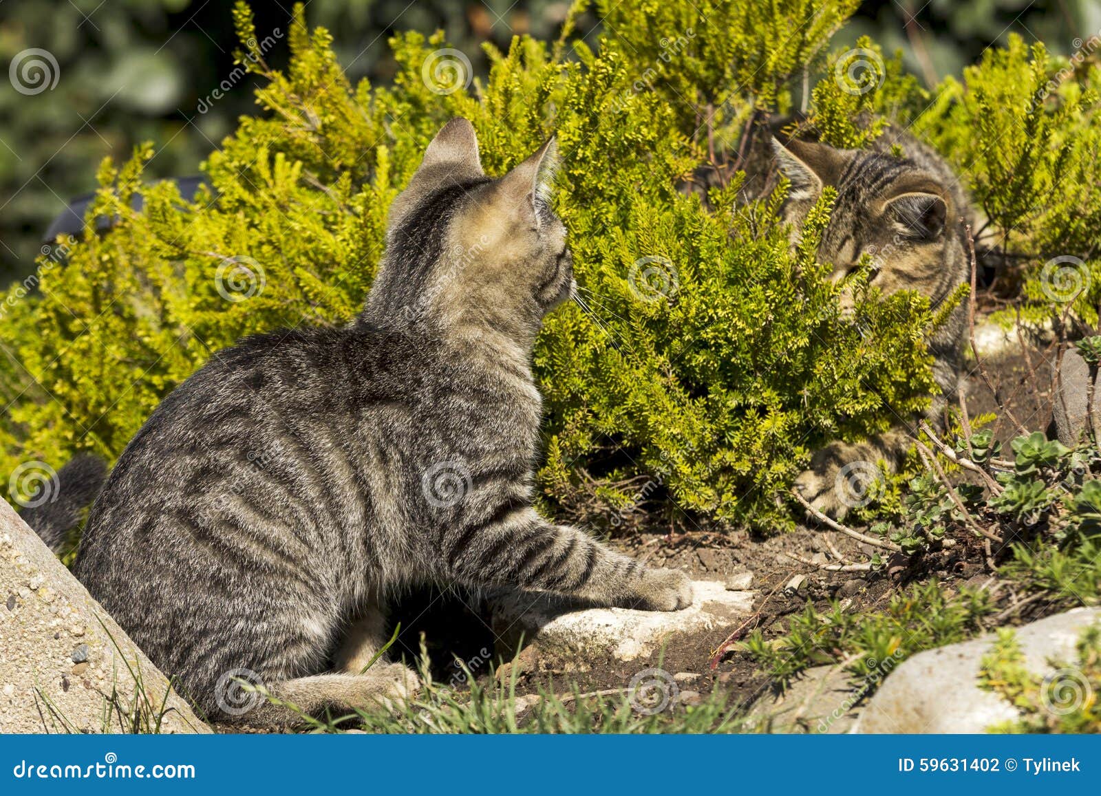 Two small cats stock photo. Image of grass, autumn, brother - 59631402