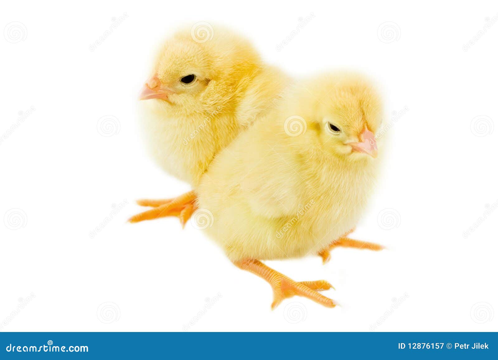 Two Small Chicken a Over White Background Stock Image - Image of ...
