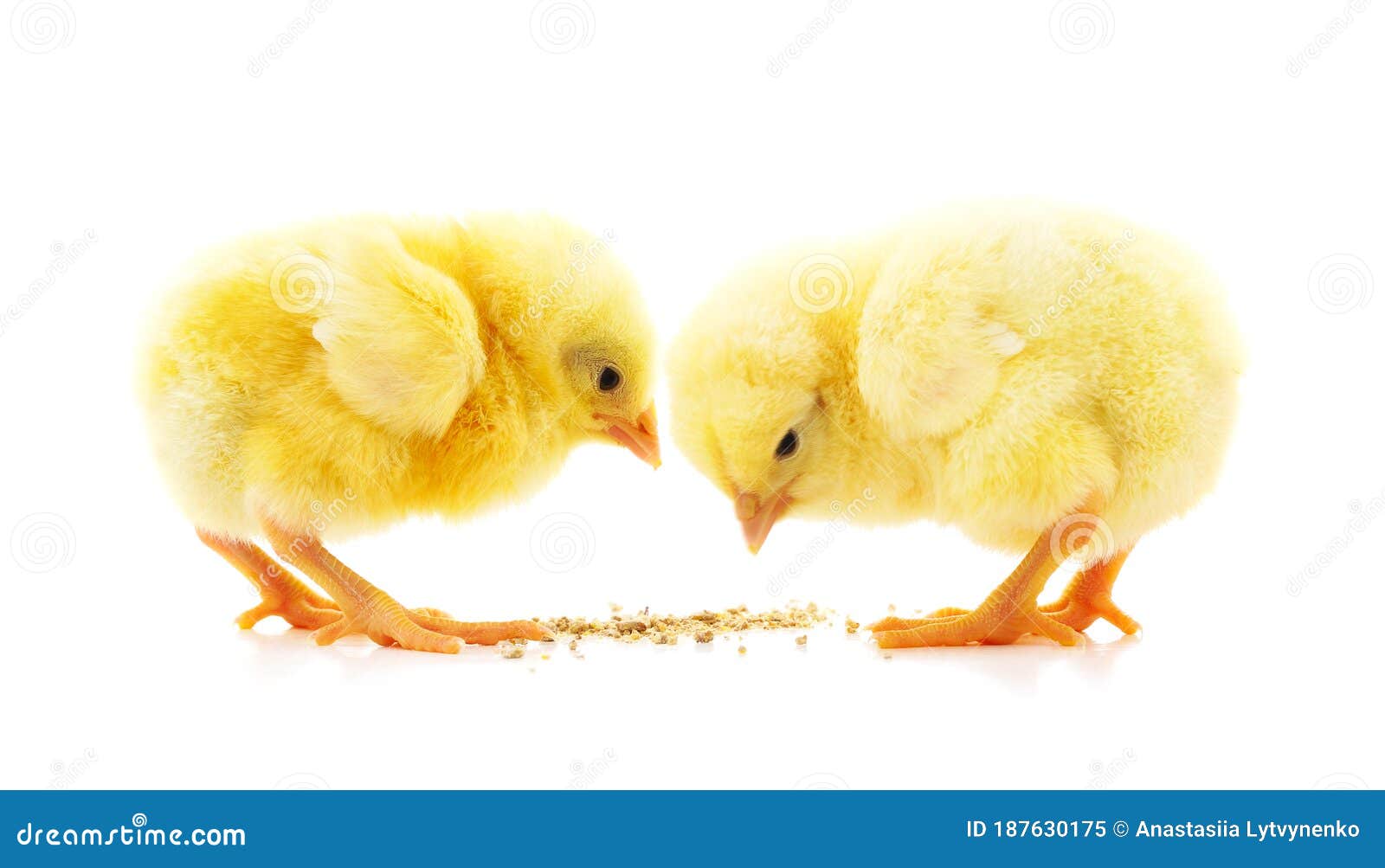 Two small chickens stock image. Image of farm, brown - 187630175