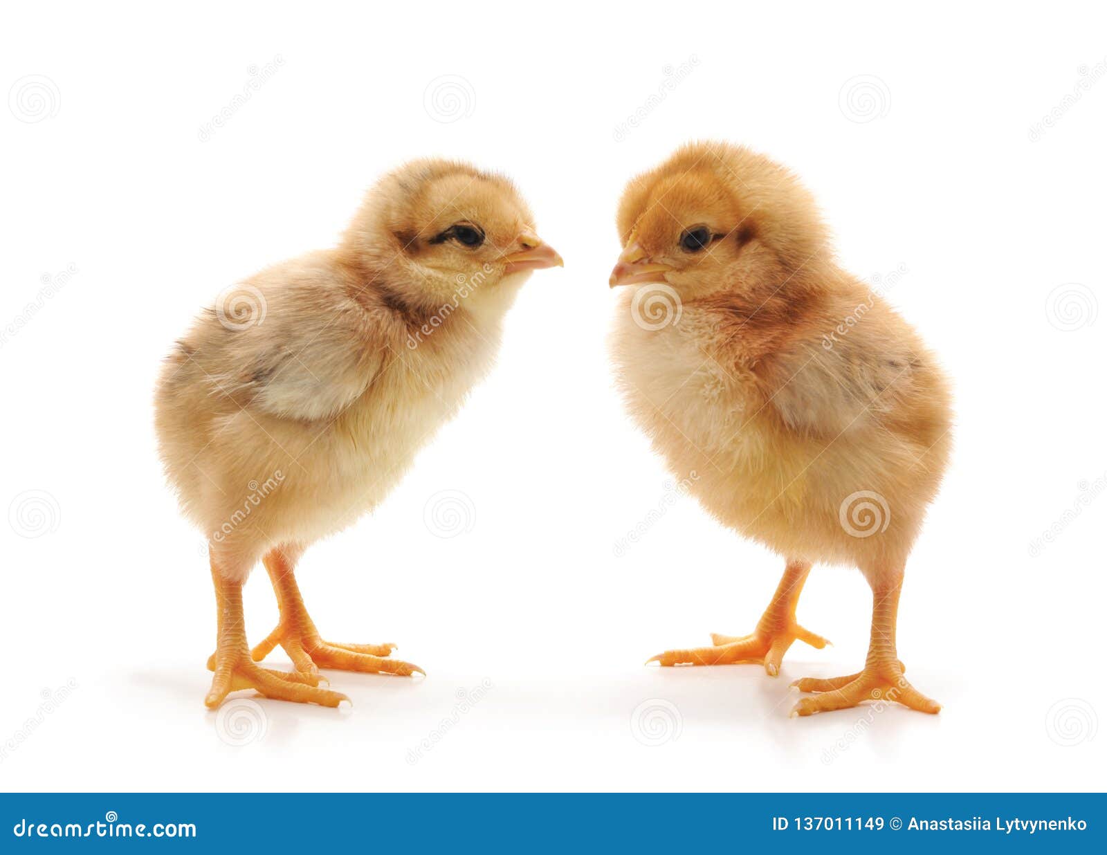 Two small chickens stock image. Image of studio, little - 137011149