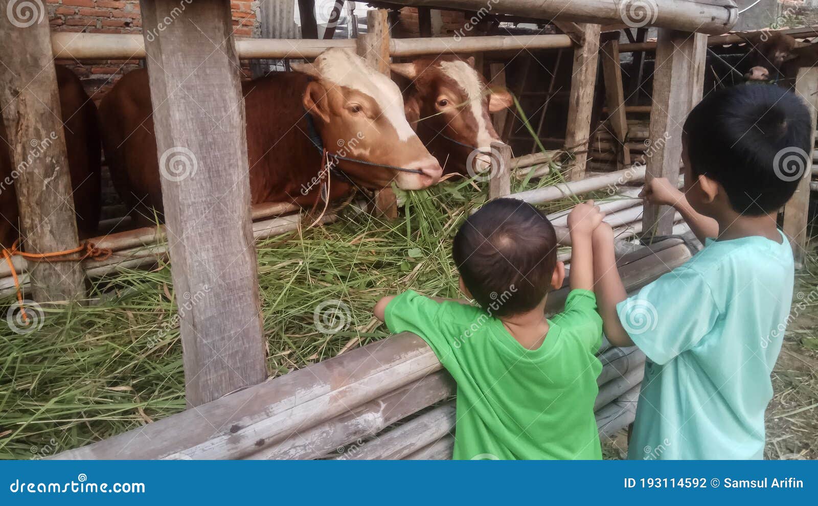 Two Small Children are Feeding the Cows Editorial Photography - Image ...