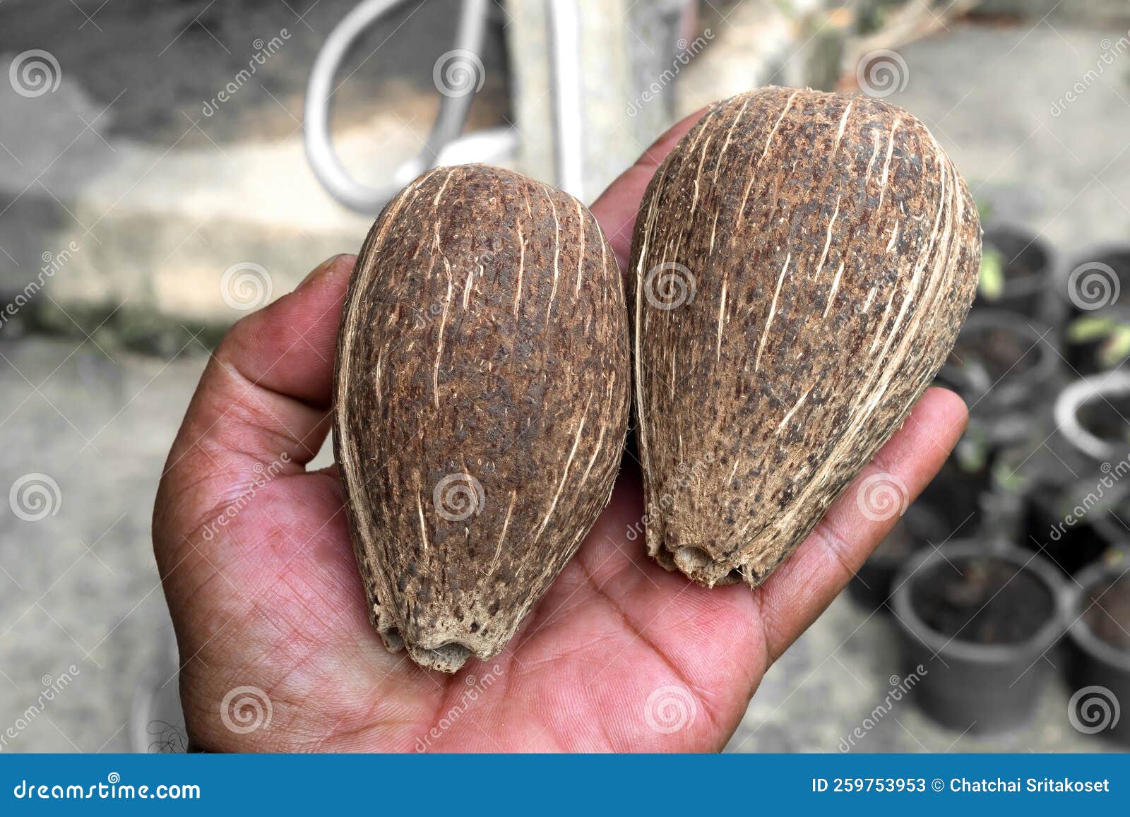 Two Small Coconut Shell is Placed on the Palm of the Hand Stock Image ...
