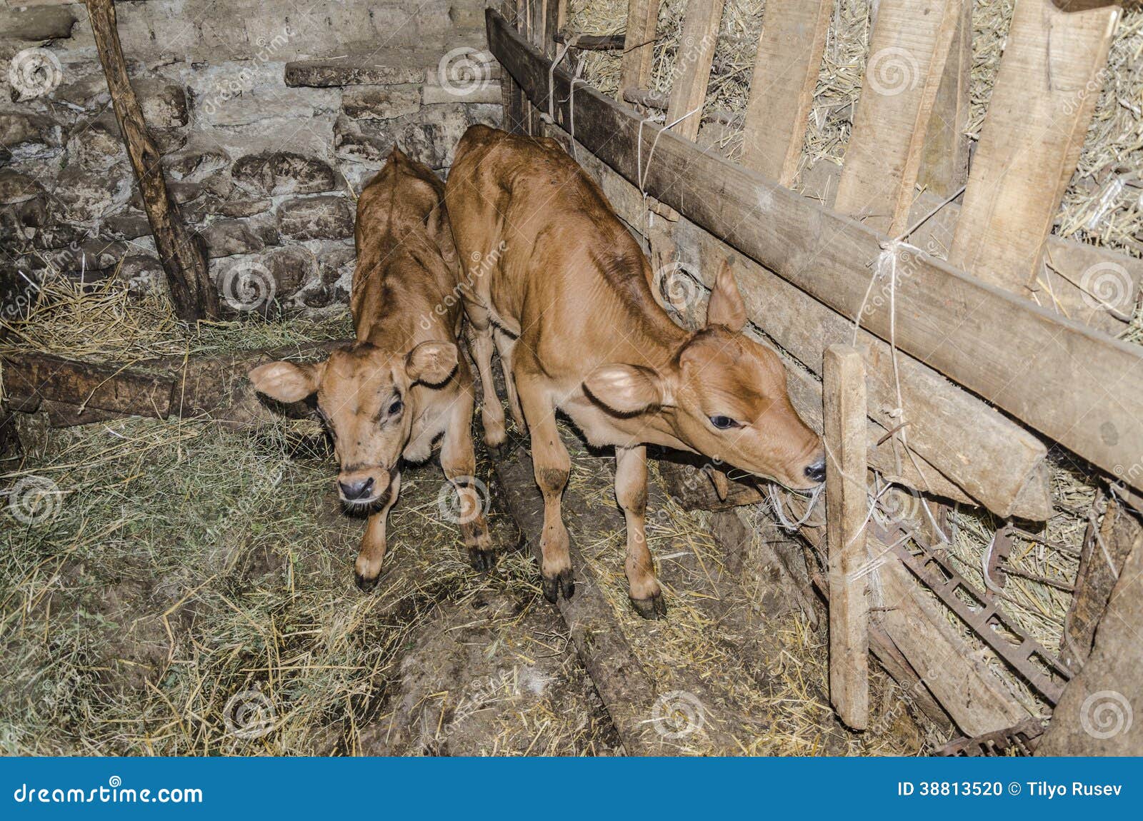 Two small and cute calves stock photo. Image of beautiful - 38813520